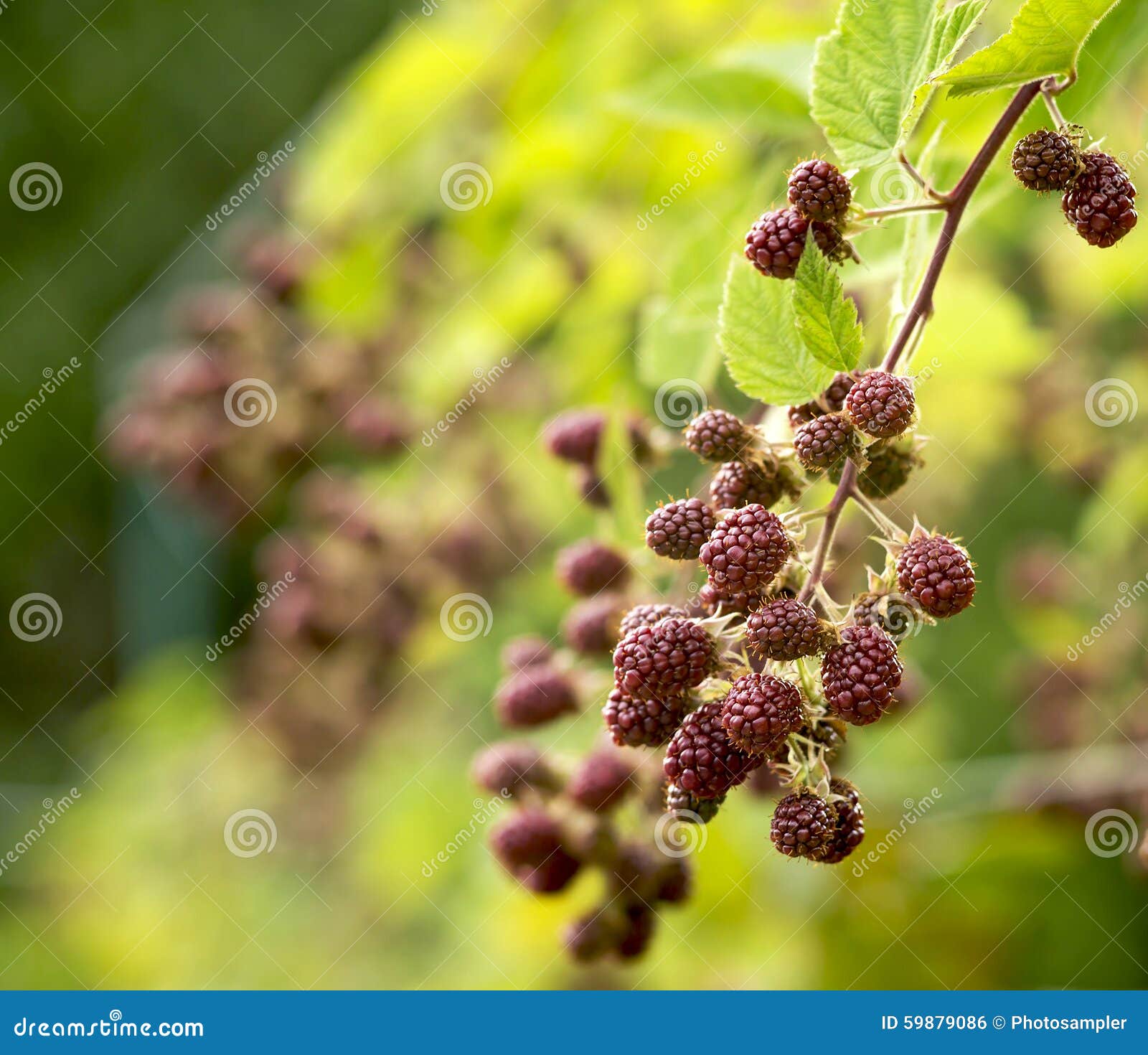 Blackberry stock photo. Image of grown, viramin, ripe - 59879086