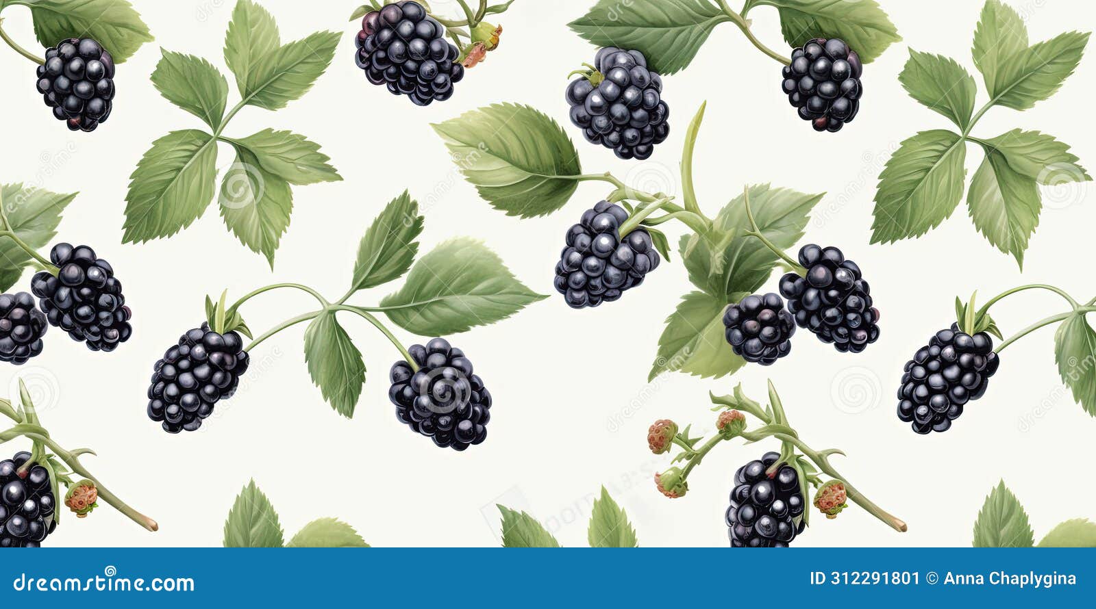 Blackberry Pattern with Leaves on White Background, Pattern Design ...