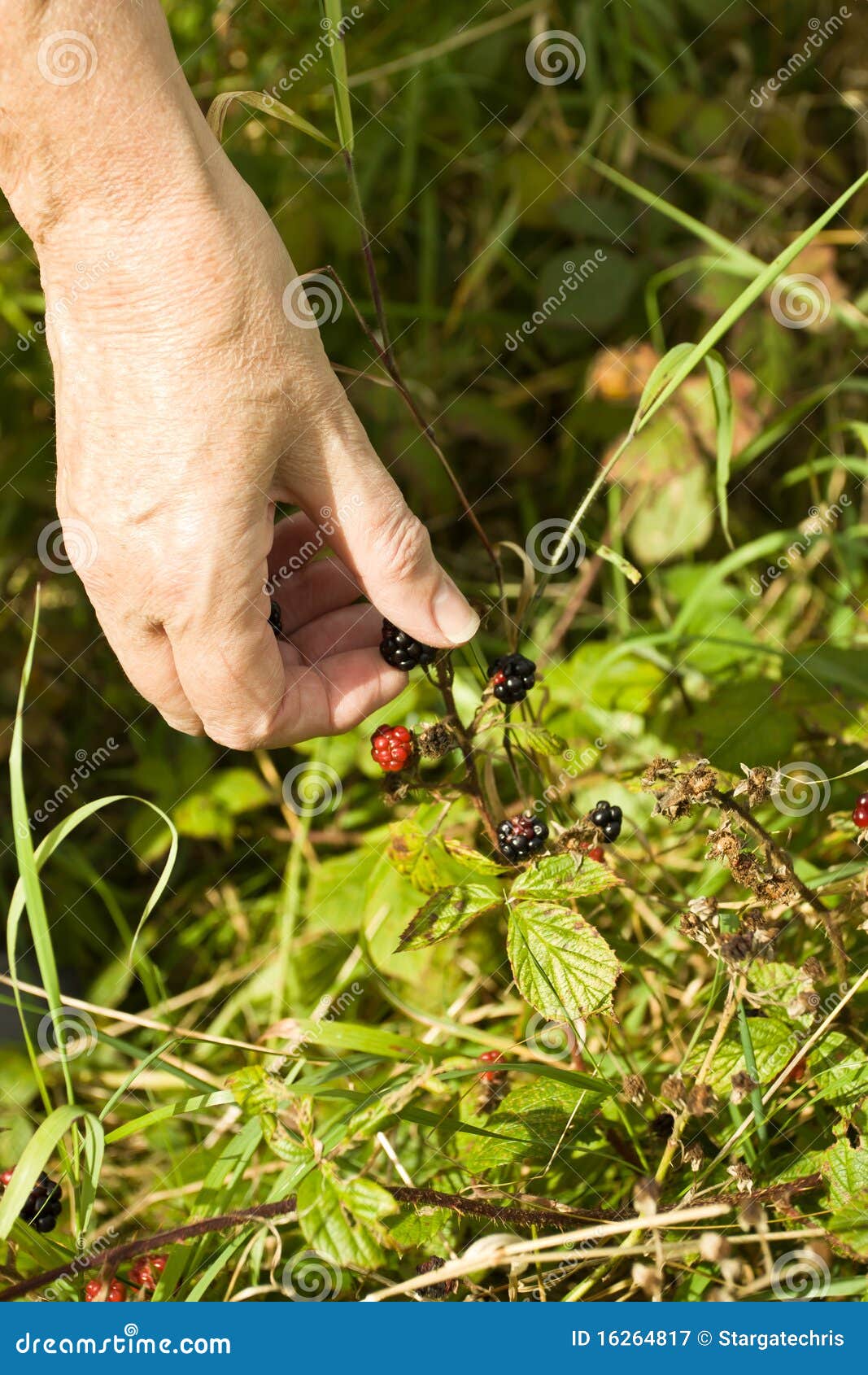 Blackberry Picking stock image. Image of bush, fresh - 16264817