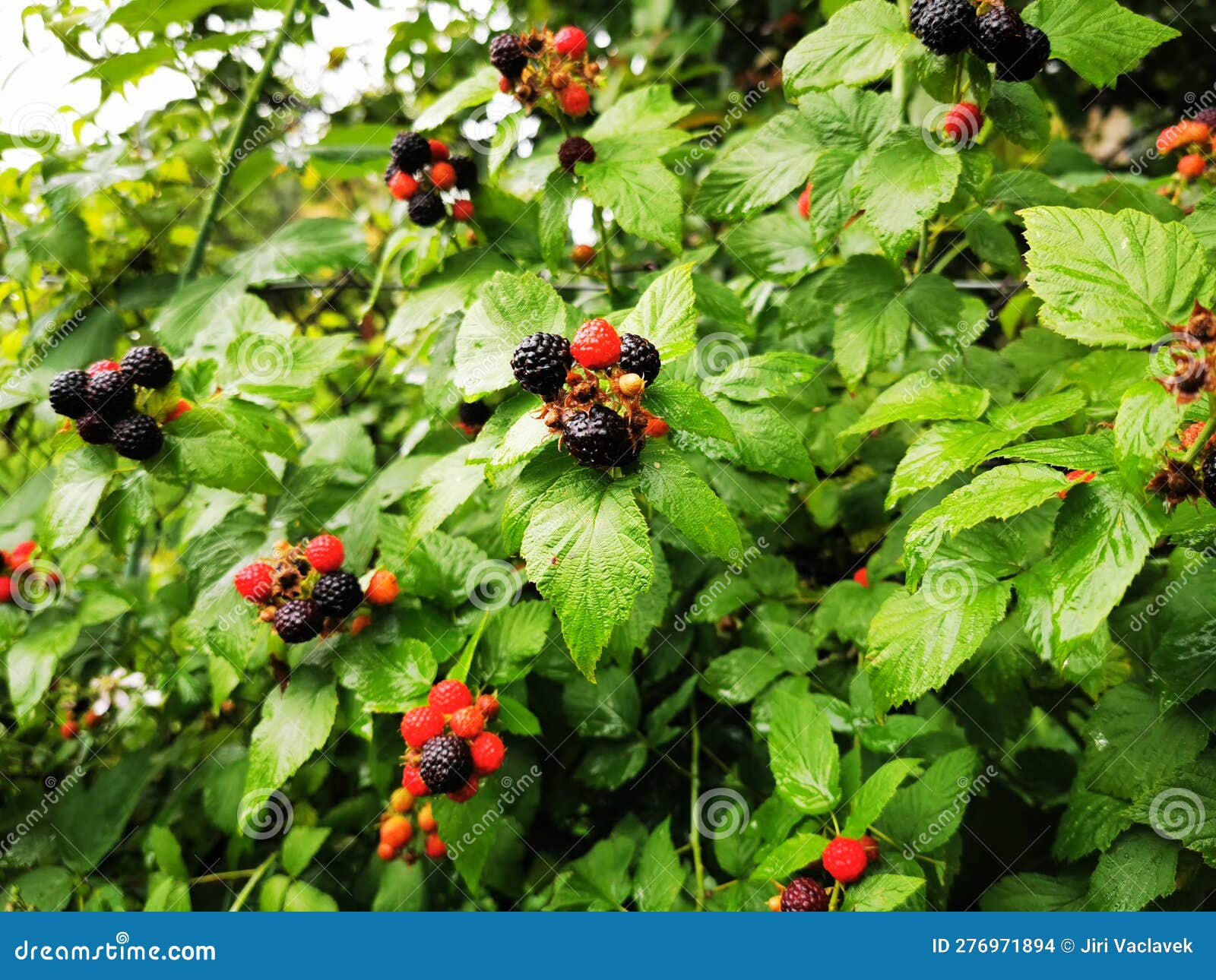 Blackberry Plant from the Garden Stock Photo - Image of group, black ...