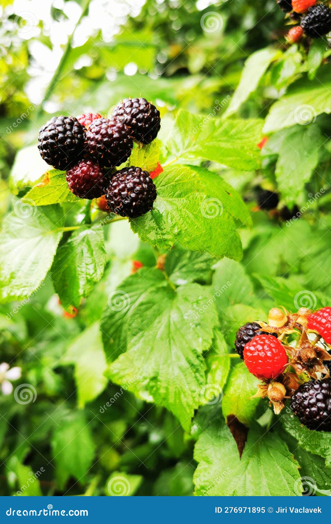 Blackberry Plant from the Garden Stock Image - Image of branch, garden ...