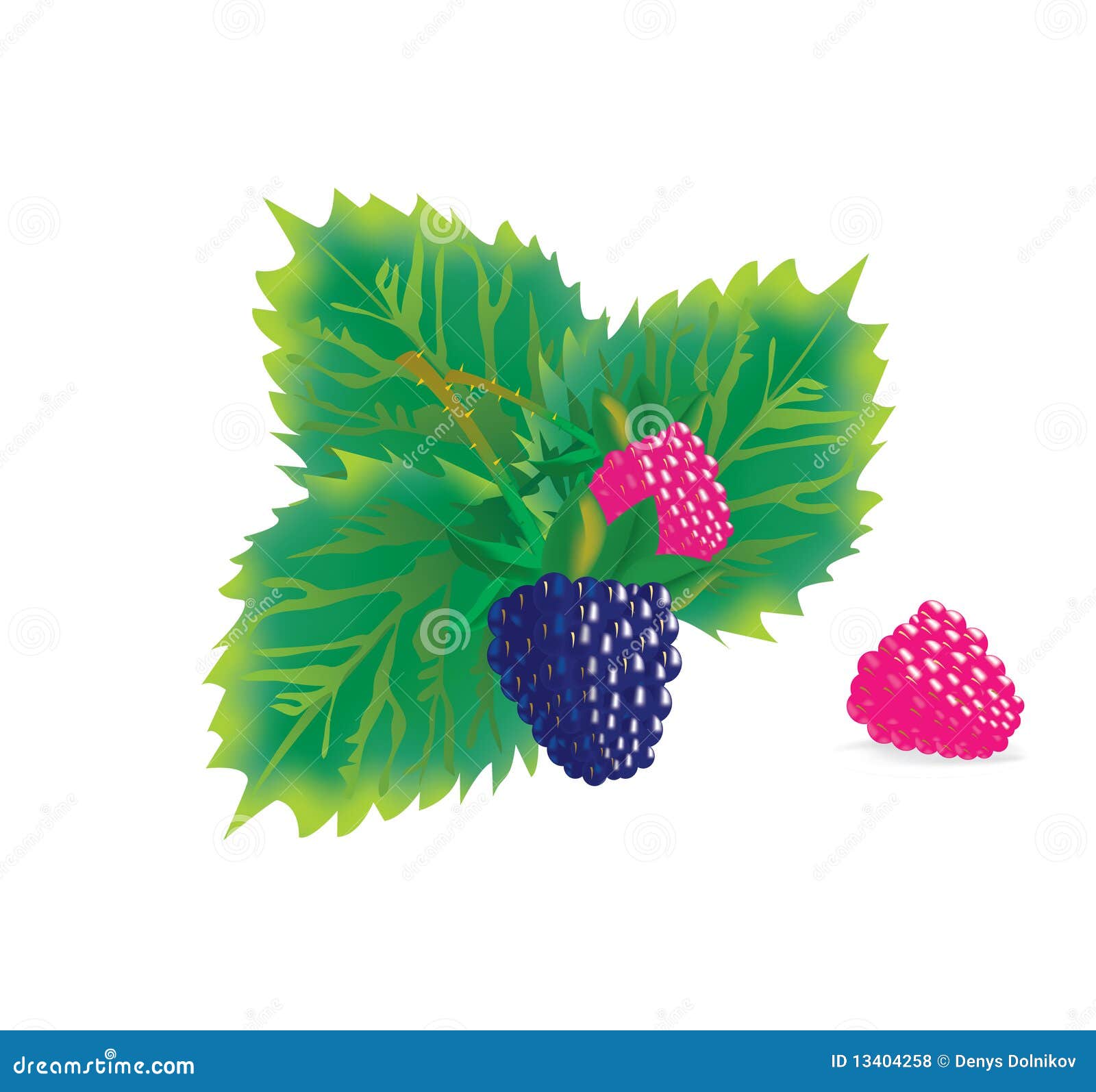 Blackberry and raspberry stock vector. Illustration of berry - 13404258