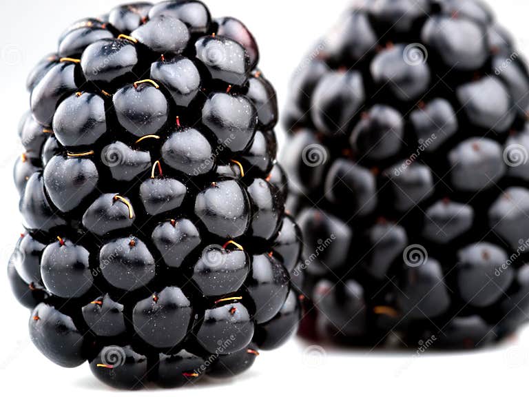 Blackberry Rubus Fruticosus Stock Image - Image of healthy, fruit: 18757055