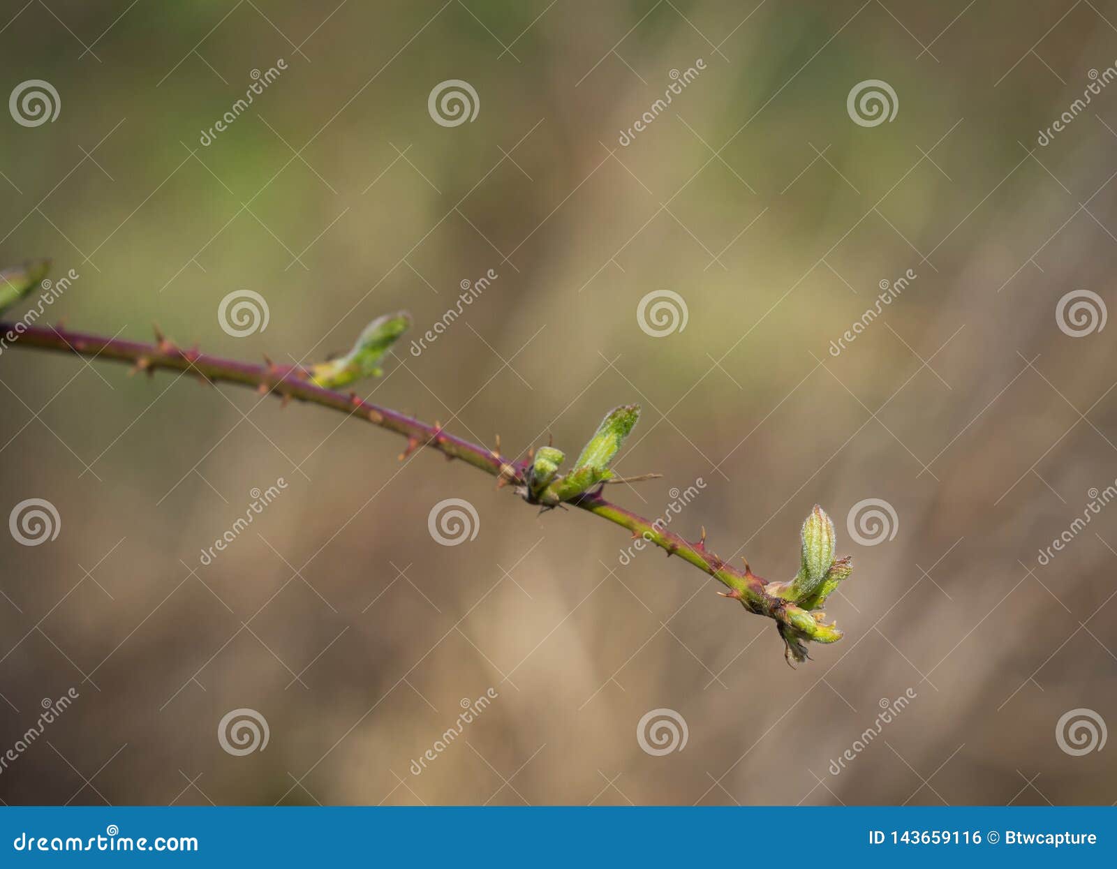 Blackberry - ..Rubus Plicatus - with Buds Stock Photo - Image of text ...