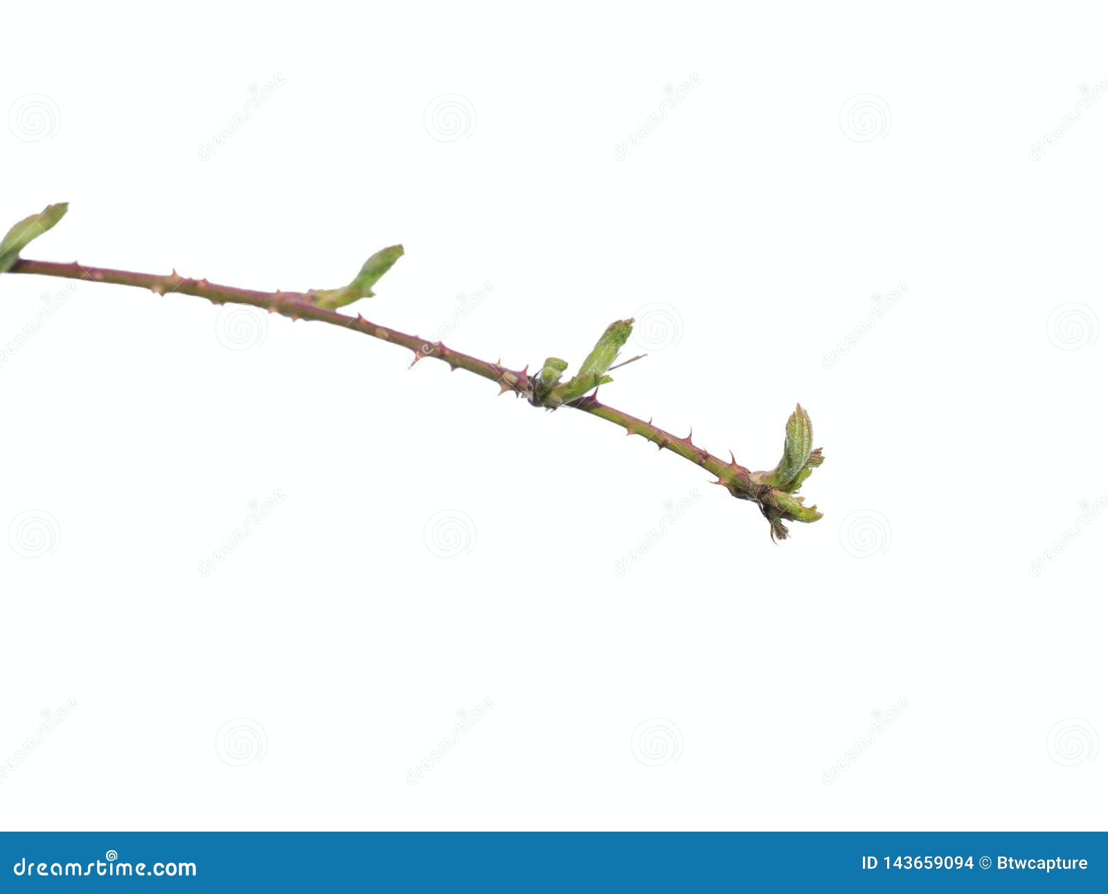 Blackberry - Rubus Plicatus with Buds Stock Photo - Image of medicine ...