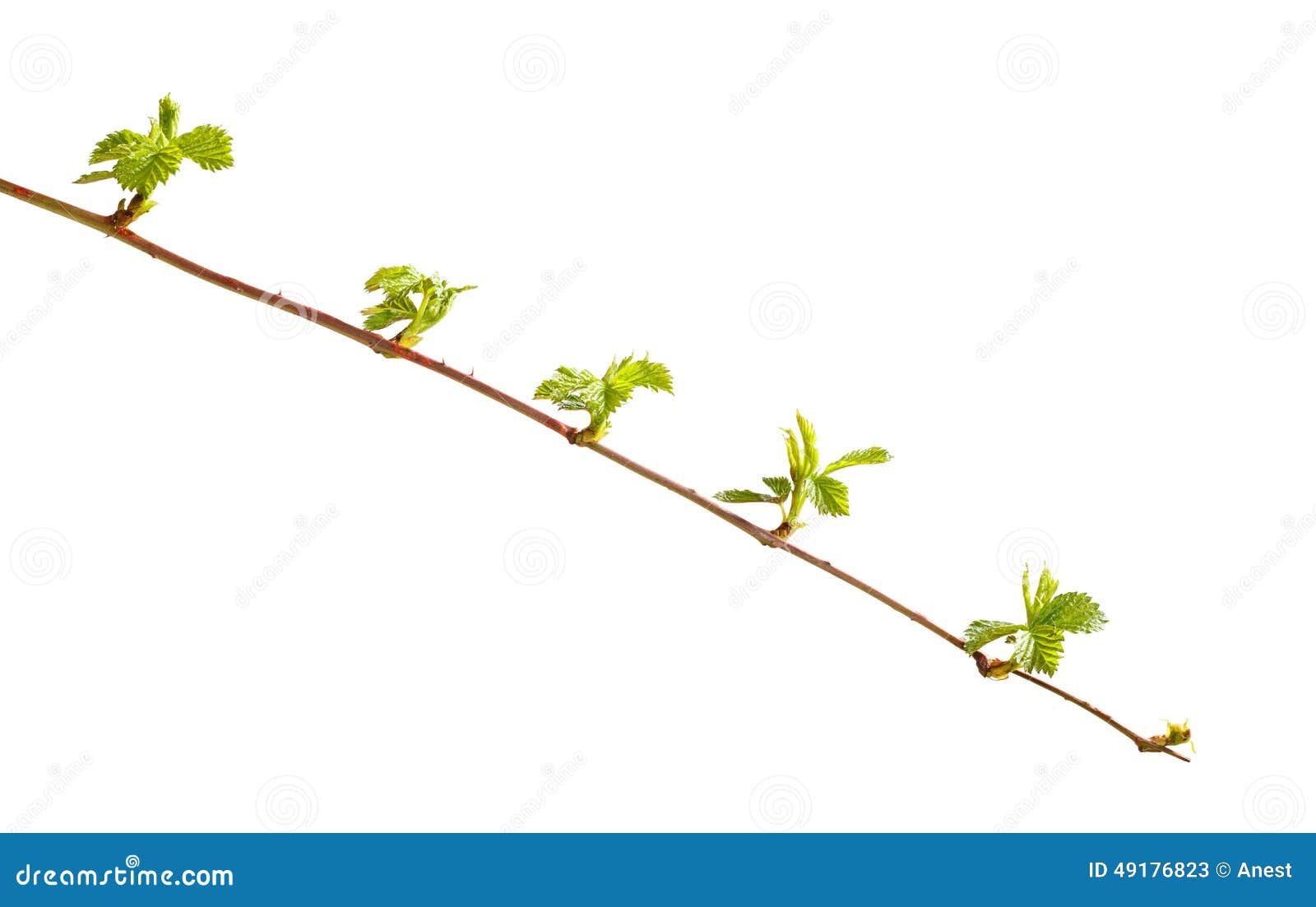 Blackberry shoot stock image. Image of barb, spine, raspberry - 49176823