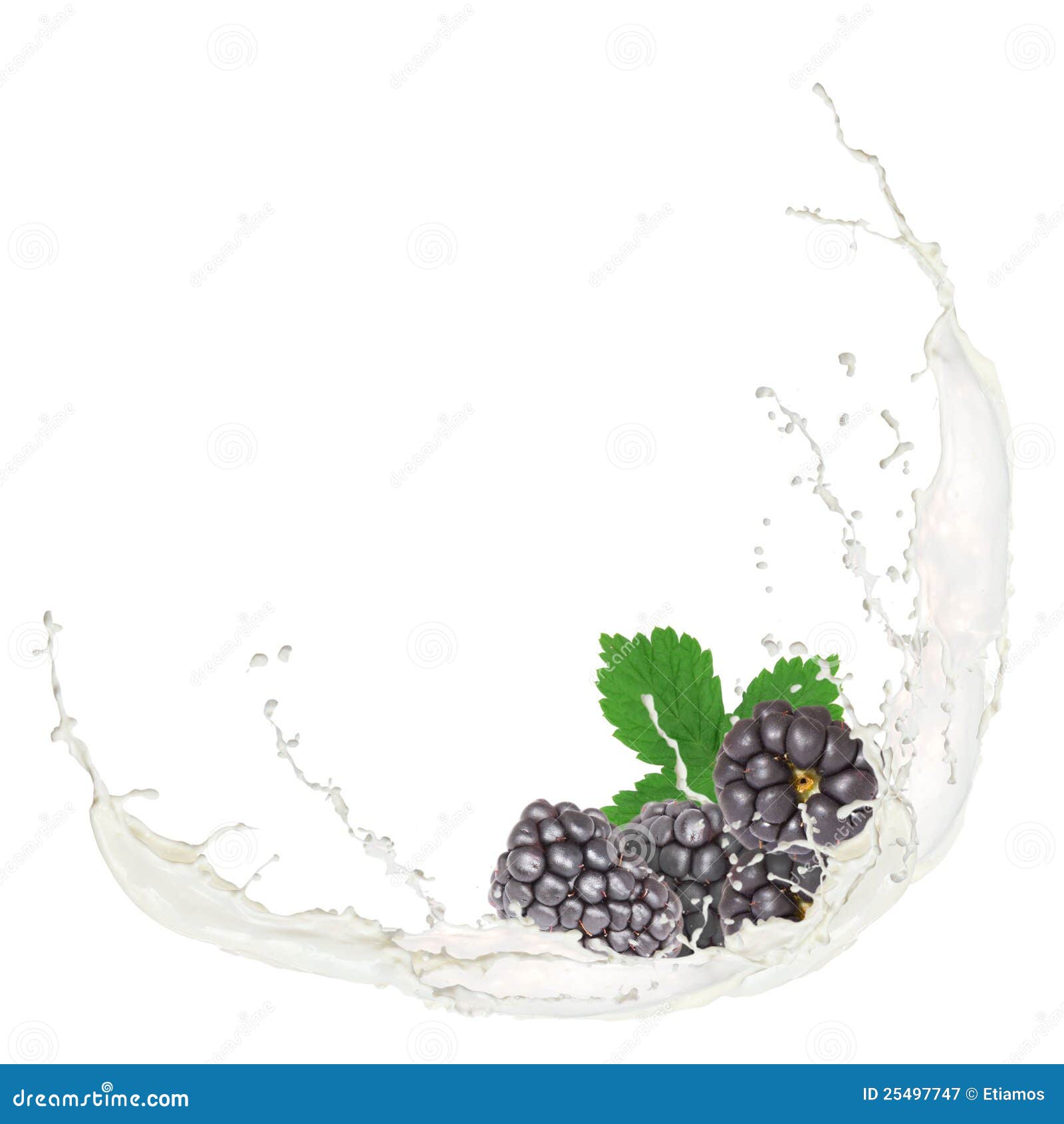 Blackberry splash stock image. Image of liquid, healthy - 25497747