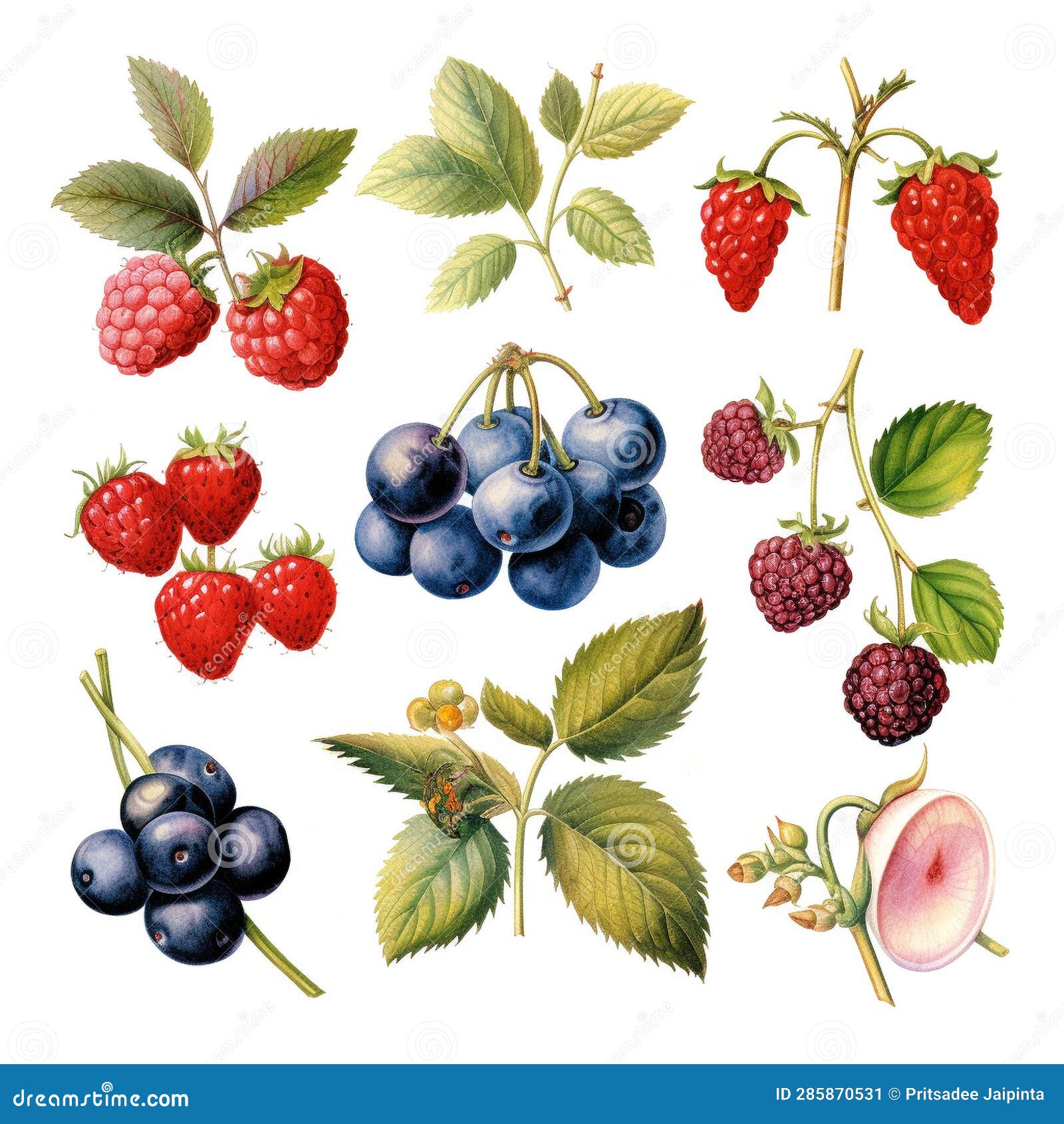 Blackberry, Strawberry and Raspberry Isolated Illustration on White ...