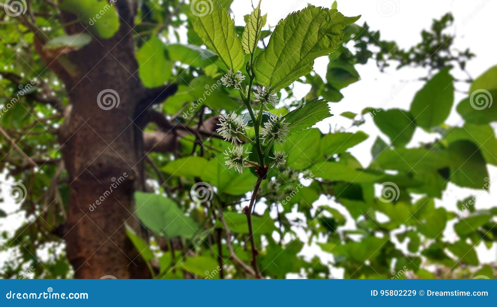 Amora Verde Stock Photos - Free & Royalty-Free Stock Photos from Dreamstime