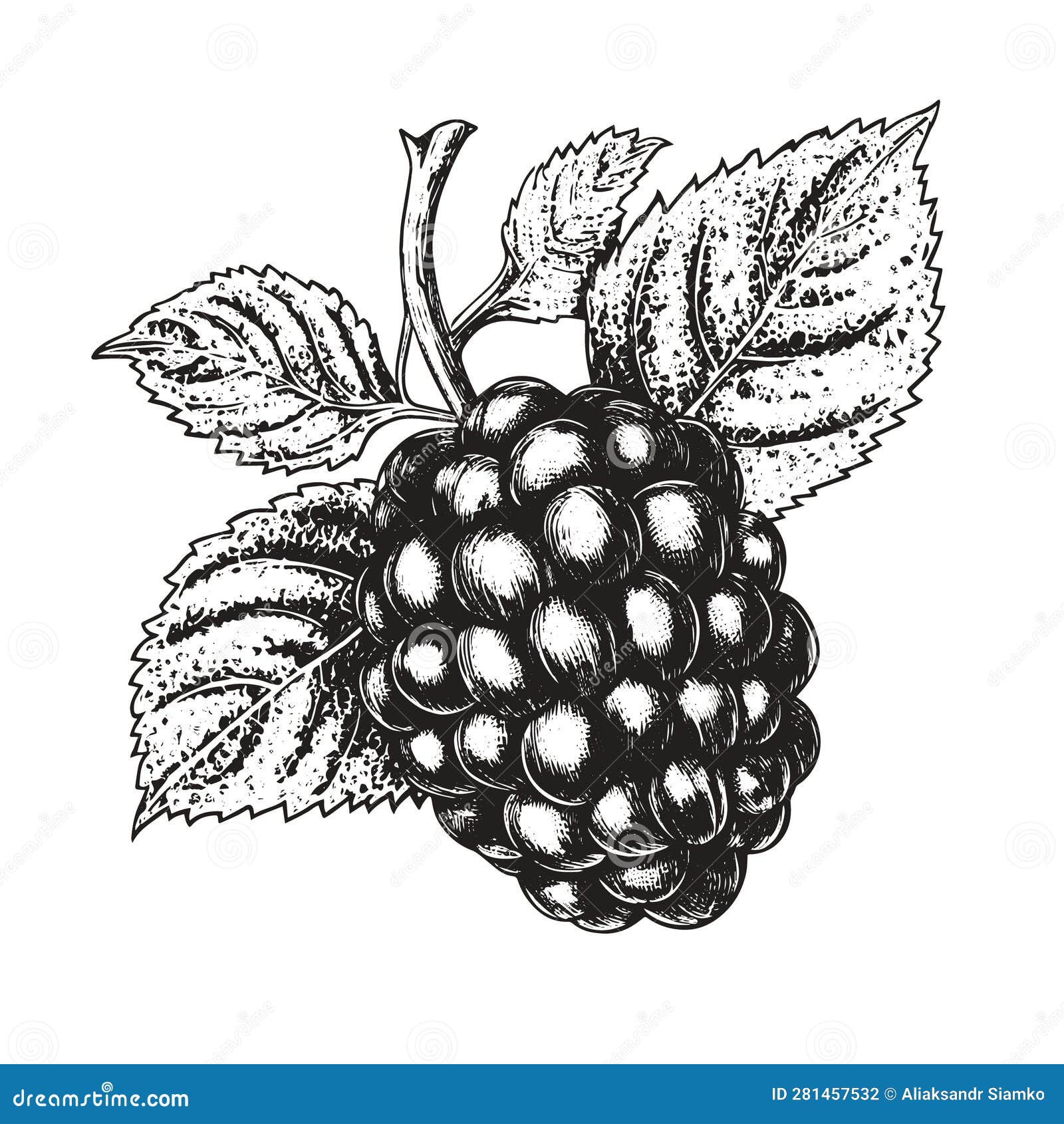 Blackberry Vector Drawing. Isolated Hand Drawn Object, Engraved Style ...