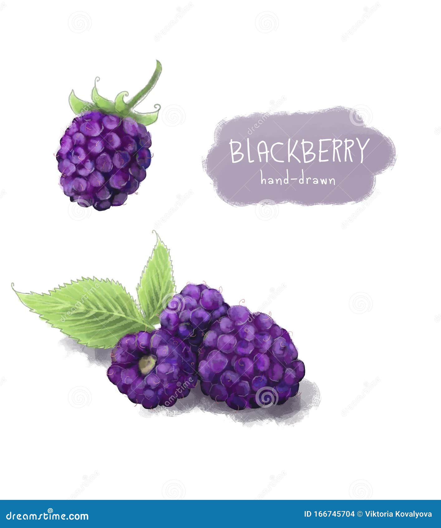 Blackberry Vector, Vector Realistic Blackberry, Hand Drawn Stock Vector ...