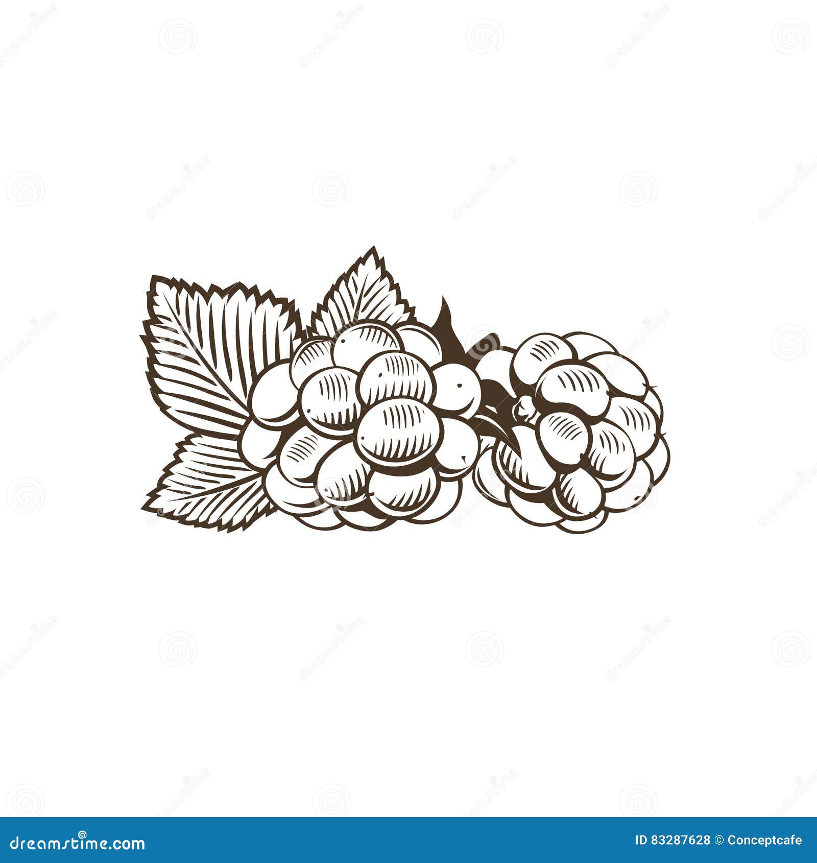 Blackberry in Vintage Style Stock Illustration - Illustration of ...