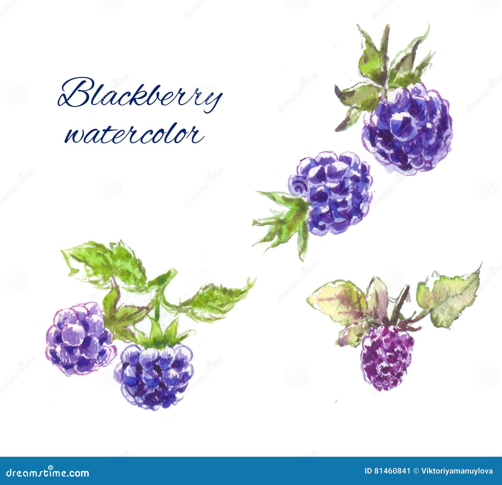 Blackberry watercolor set stock illustration. Illustration of handmade ...