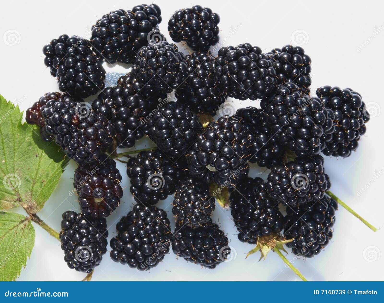 Blackberry on a White Background Stock Image - Image of background ...