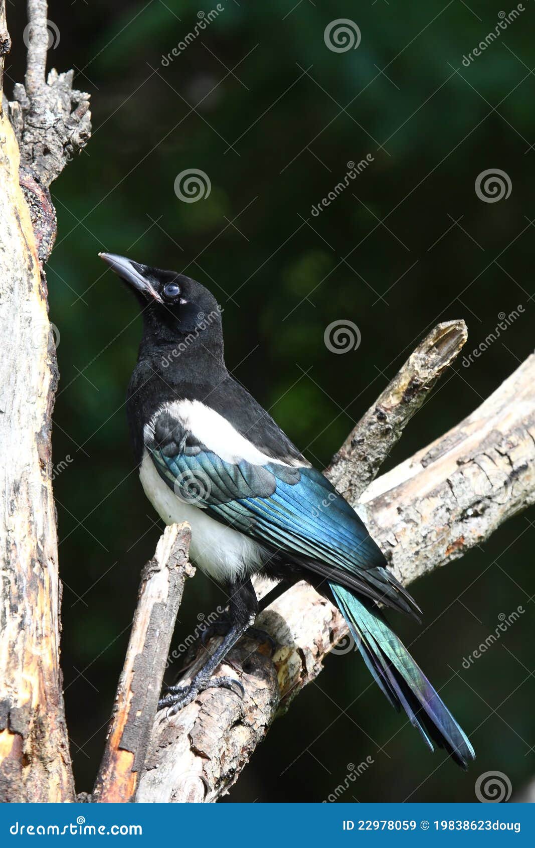 Blackbilled Magpie stock image. Image of alaska, limb - 22978059