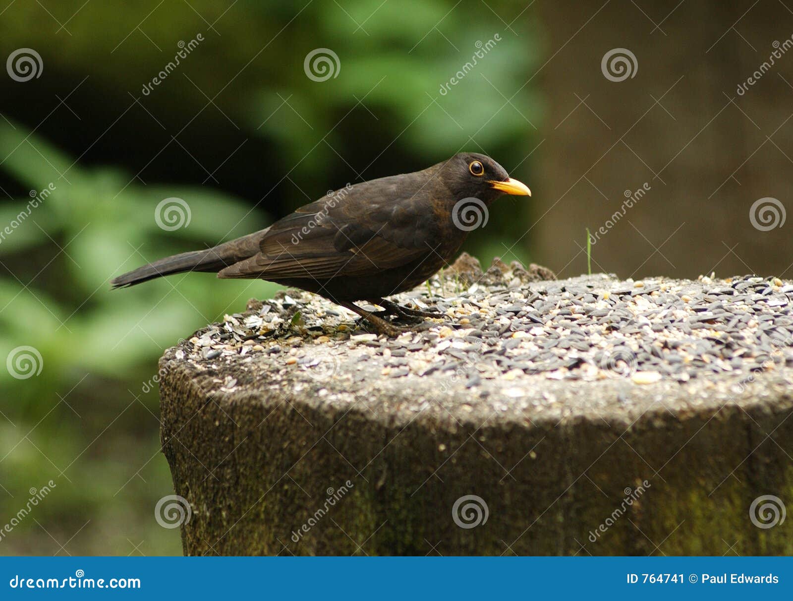 Blackbird stock image. Image of garden, blackbird, grass - 764741
