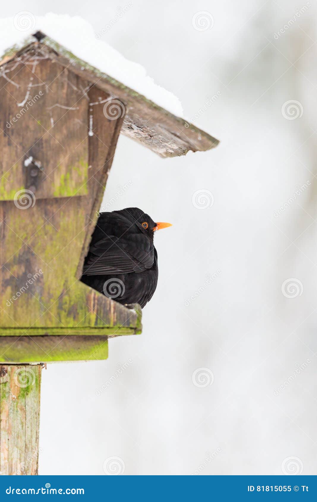 Blackbird stock image. Image of calm, scene, frost, calmness - 81815055