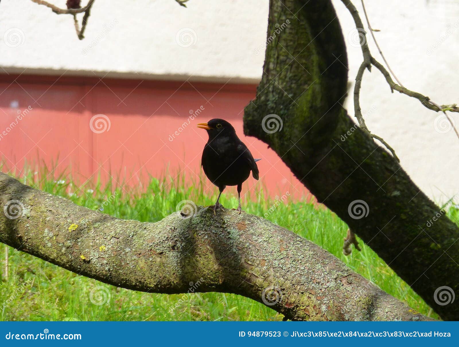 Blackbird on the branch stock image. Image of nature - 94879523