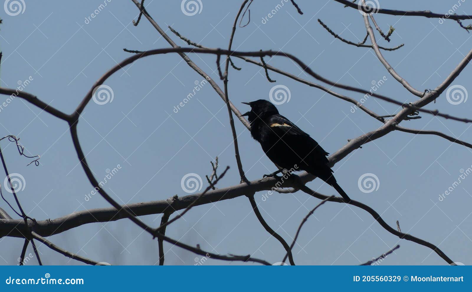 Blackbird Calling stock image. Image of calling, branch - 205560329