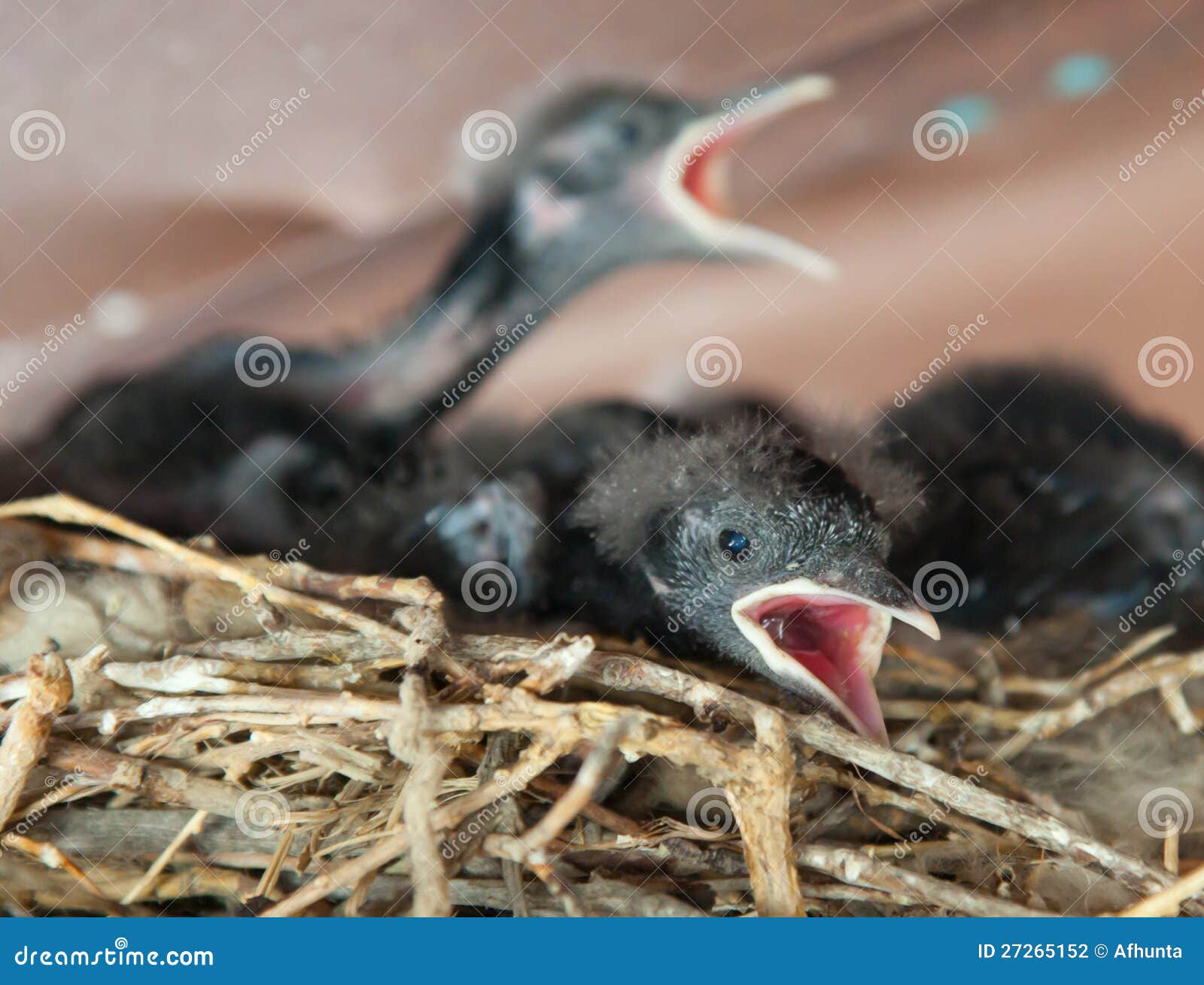 Blackbird Chick stock photo. Image of ground, nature - 27265152