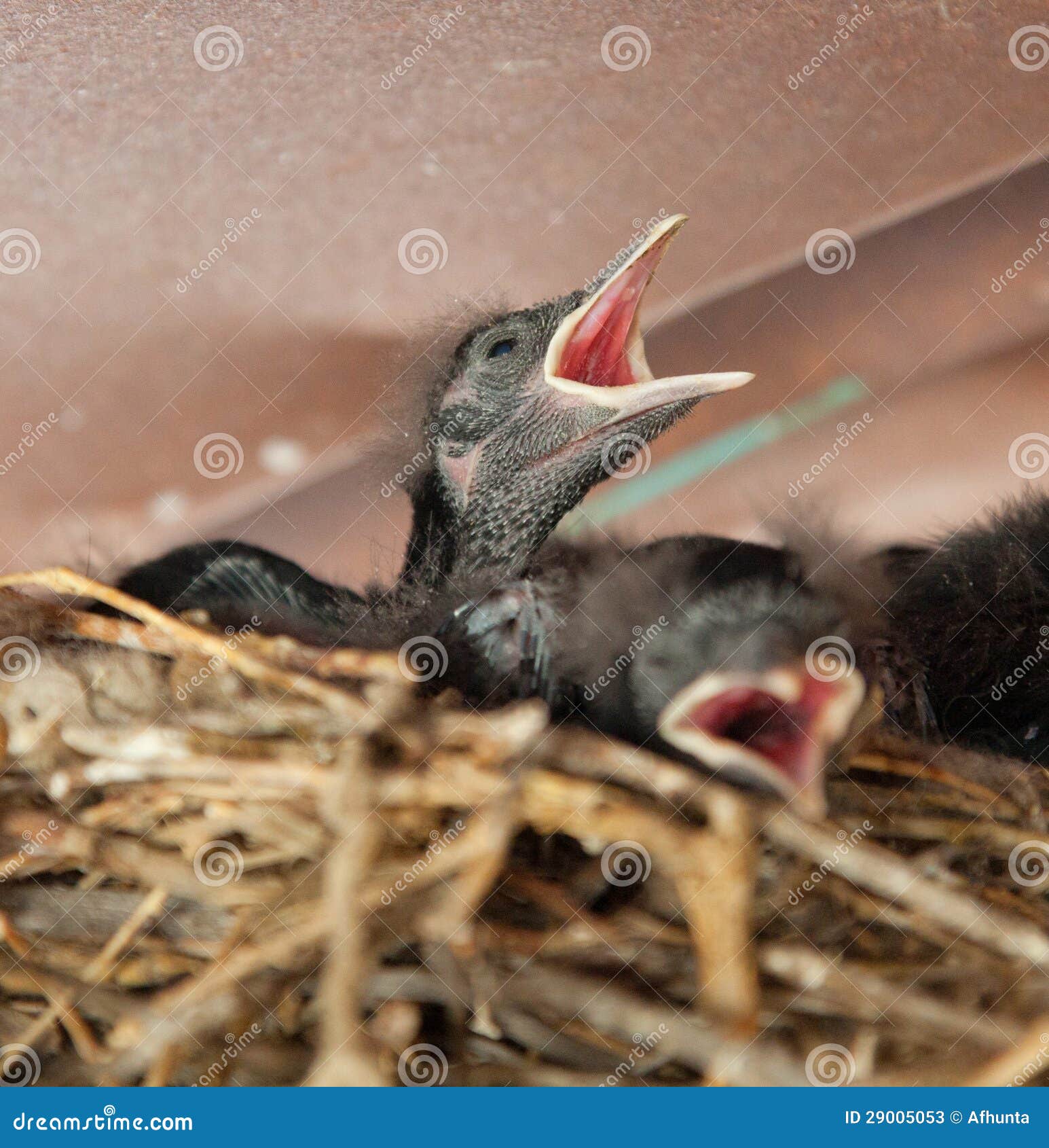 Blackbird Chick stock image. Image of bird, garden, open - 29005053