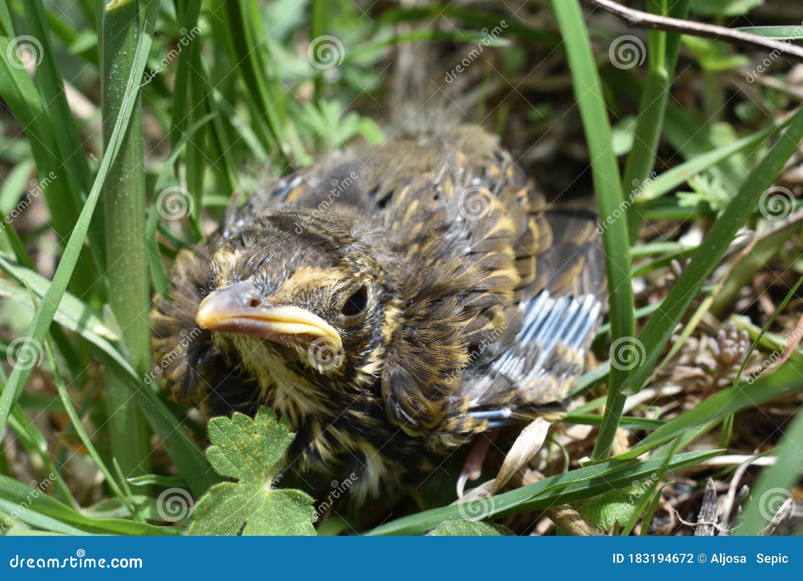 The Blackbird Chick in the Forest Stock Photo - Image of brush, animals ...