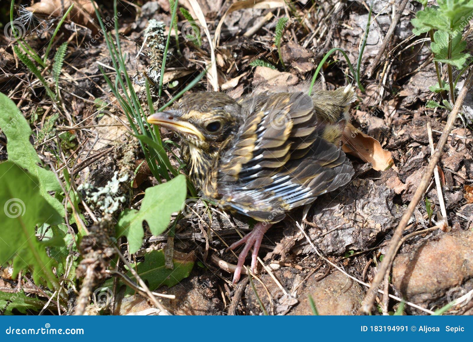 The Blackbird Chick in the Forest Stock Image - Image of claws, cheek ...