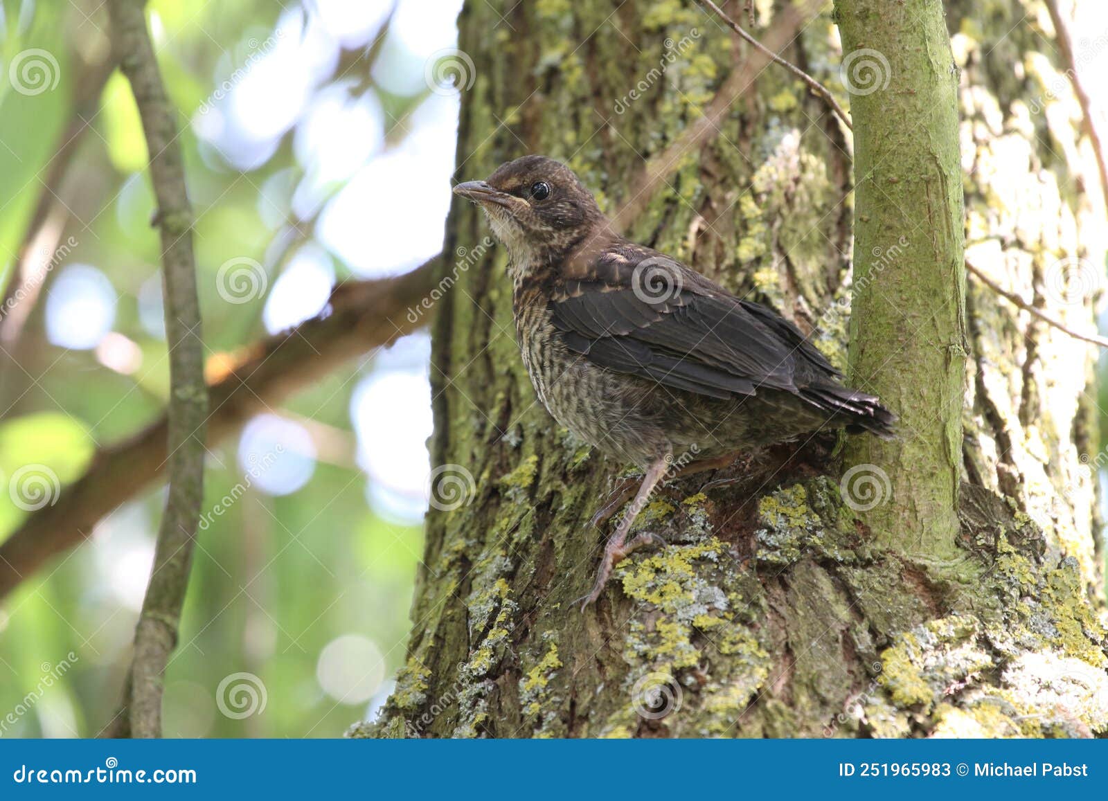 Blackbird Chick Sitting in a Tree Stock Image - Image of ground ...