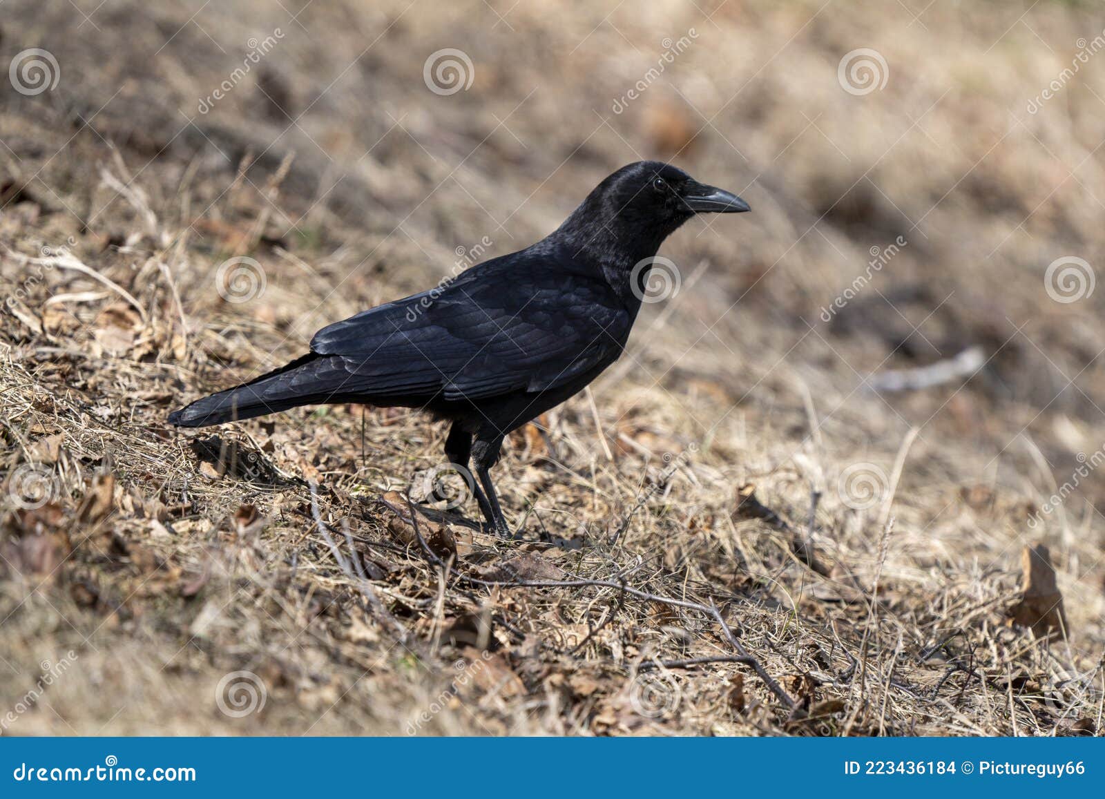 Blackbird Crow on Ground stock photo. Image of blackbird - 223436184