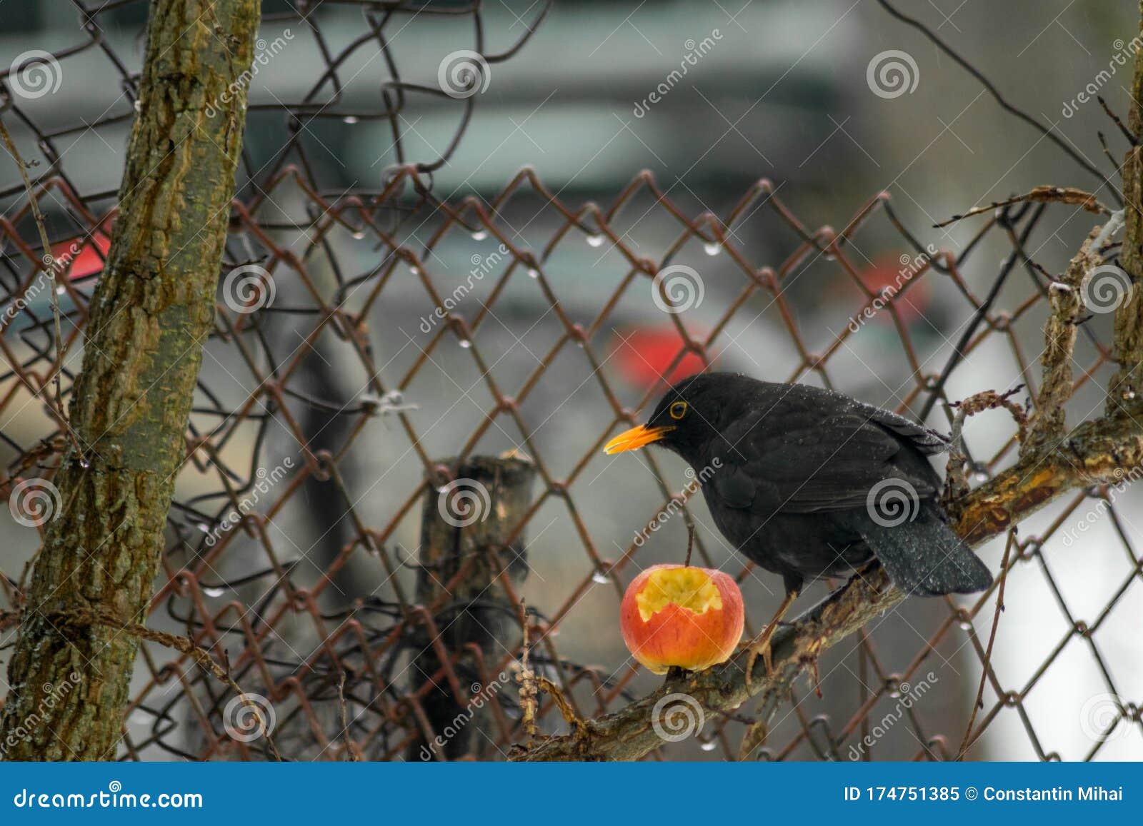 Blackbird Eating an Apple in Nature Stock Image - Image of blackbird ...