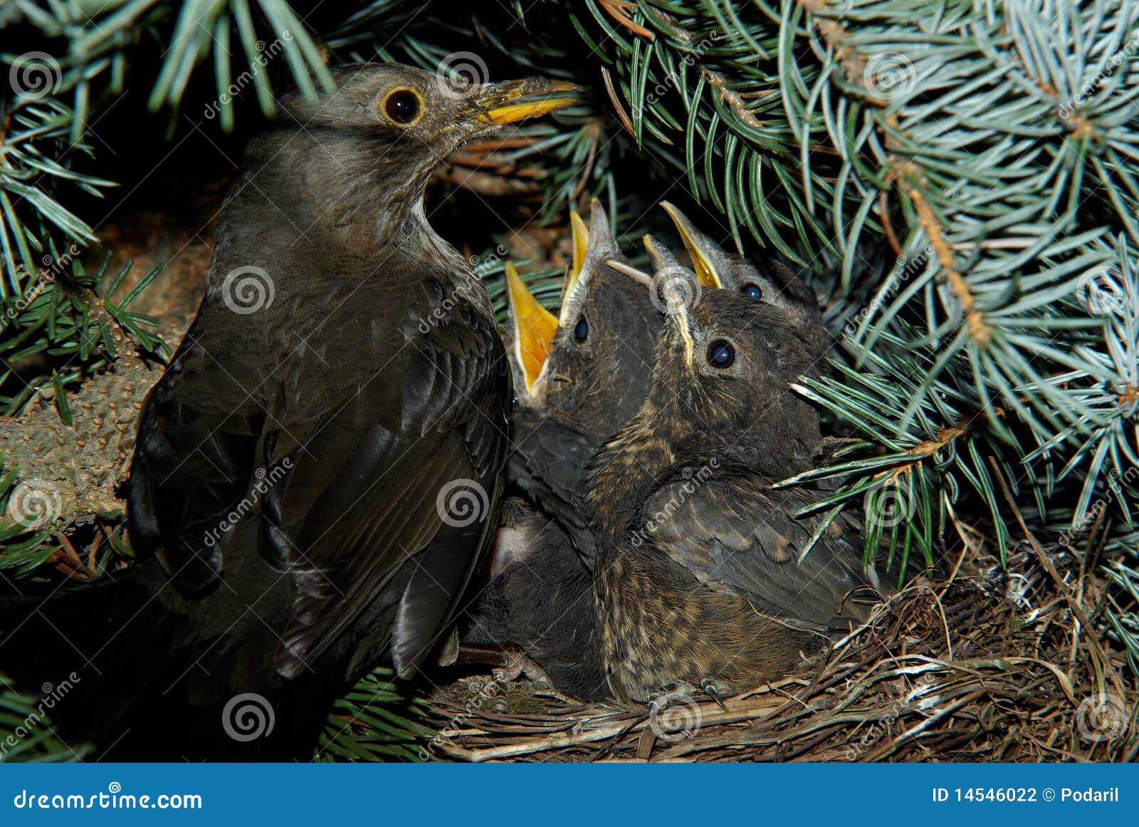 Blackbird family stock photo. Image of needles, fauna - 14546022