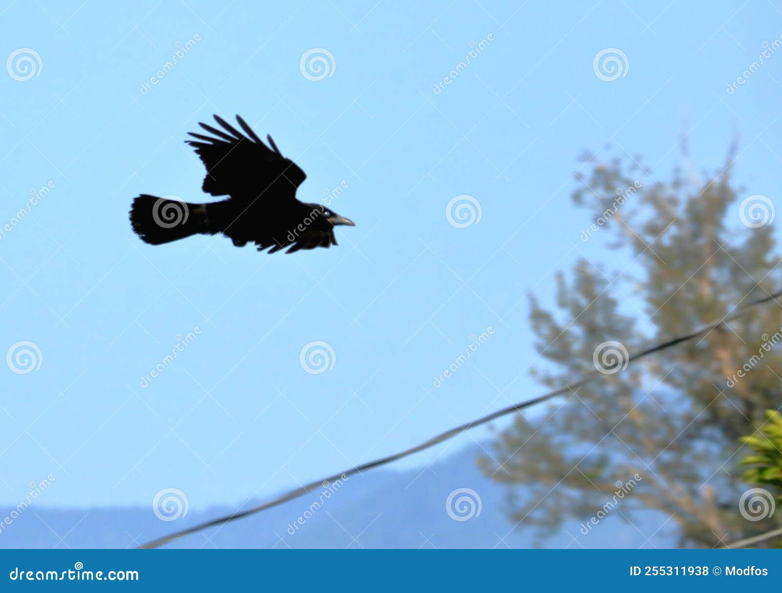 Blackbird Flight from Left To Right Stock Photo - Image of eyes, nature ...