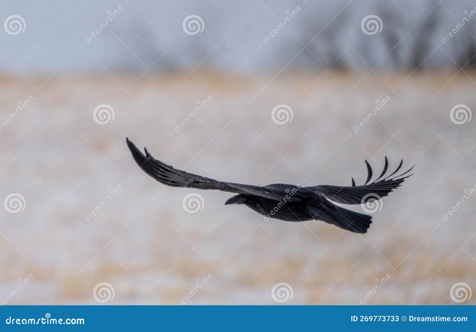Blackbird in Flight stock image. Image of wing, saskatchewan - 269773733