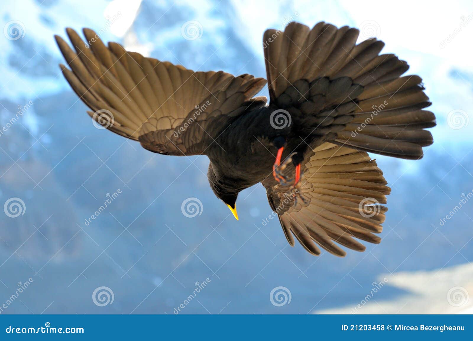Blackbird flying stock photo. Image of wildlife, blackbird - 21203458