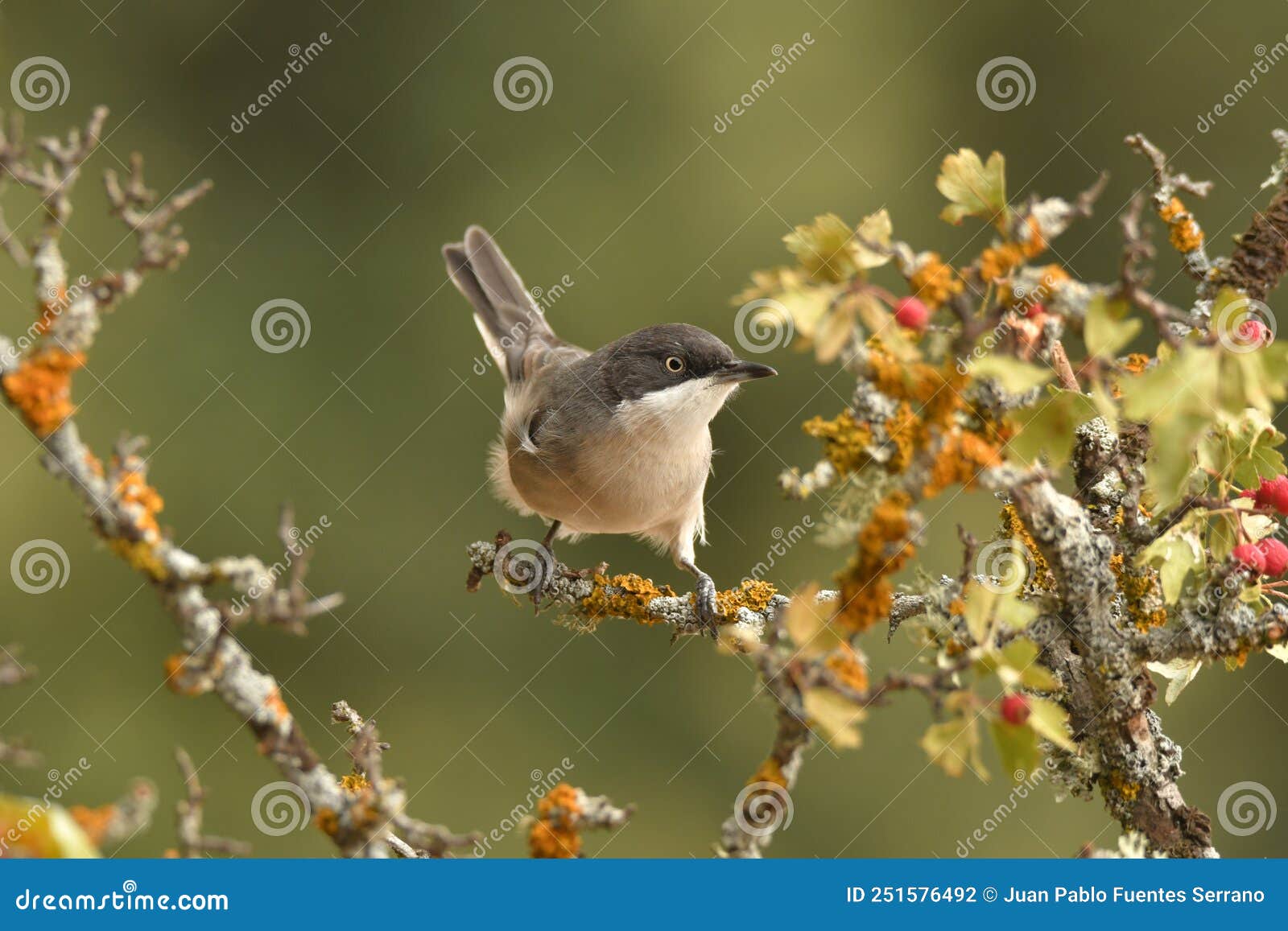 Blackbird in the Forest in Autumn Stock Photo - Image of autumn, prey ...