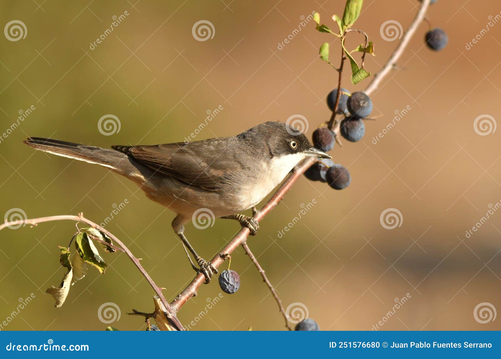 Blackbird in the Forest in Autumn Stock Photo - Image of chough ...