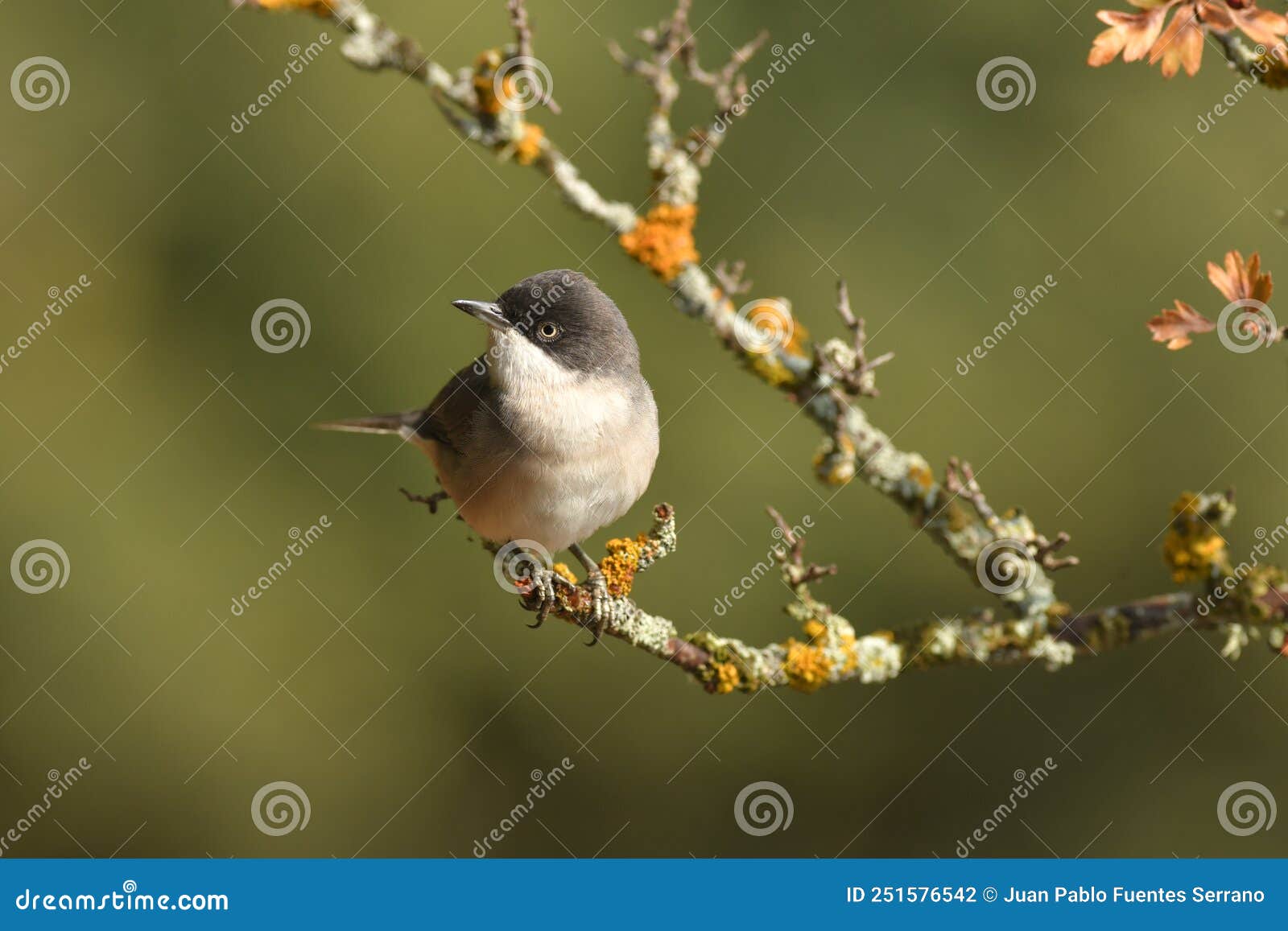 Blackbird in the Forest in Autumn Stock Photo - Image of black, female ...