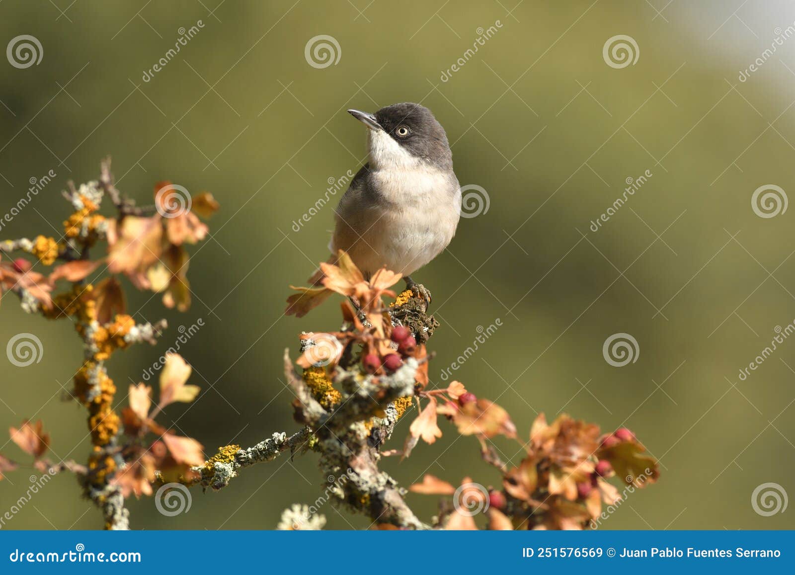 Blackbird in the Forest in Autumn Stock Image - Image of autumn, europe ...
