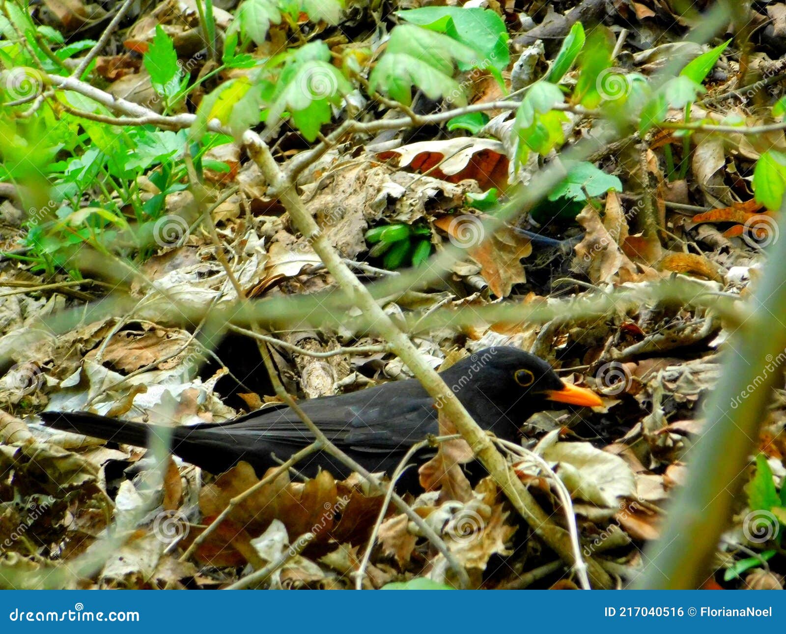Blackbird on the ground stock photo. Image of tree, ground - 217040516