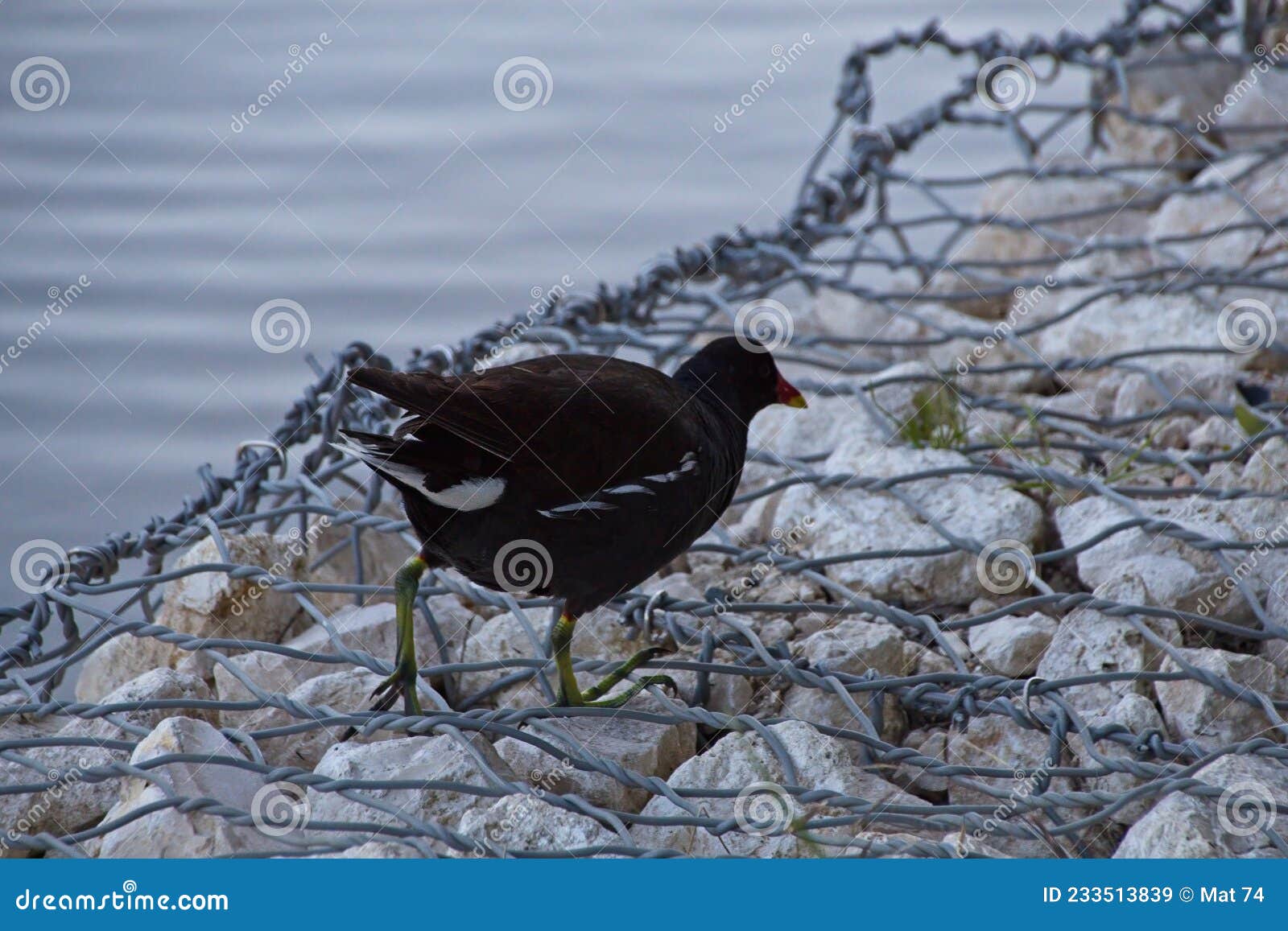 Blackbird on the ground stock image. Image of ground - 233513839