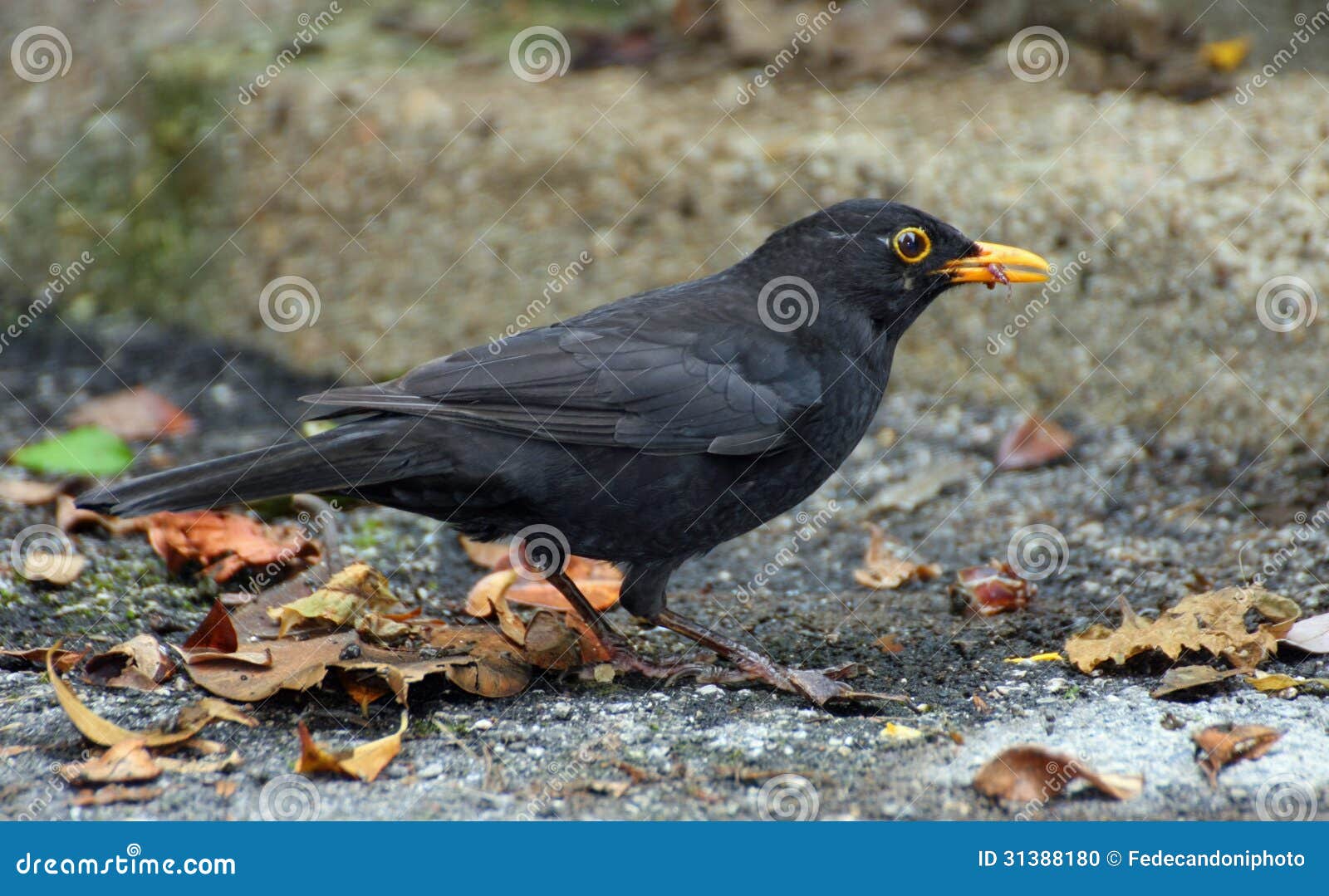 Blackbird Hunting with a Worm in the Yellow Beak Stock Photo - Image of ...