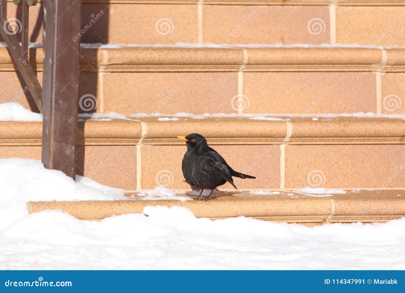 Blackbird on the Jaggies. Spring. Stock Image - Image of beak ...