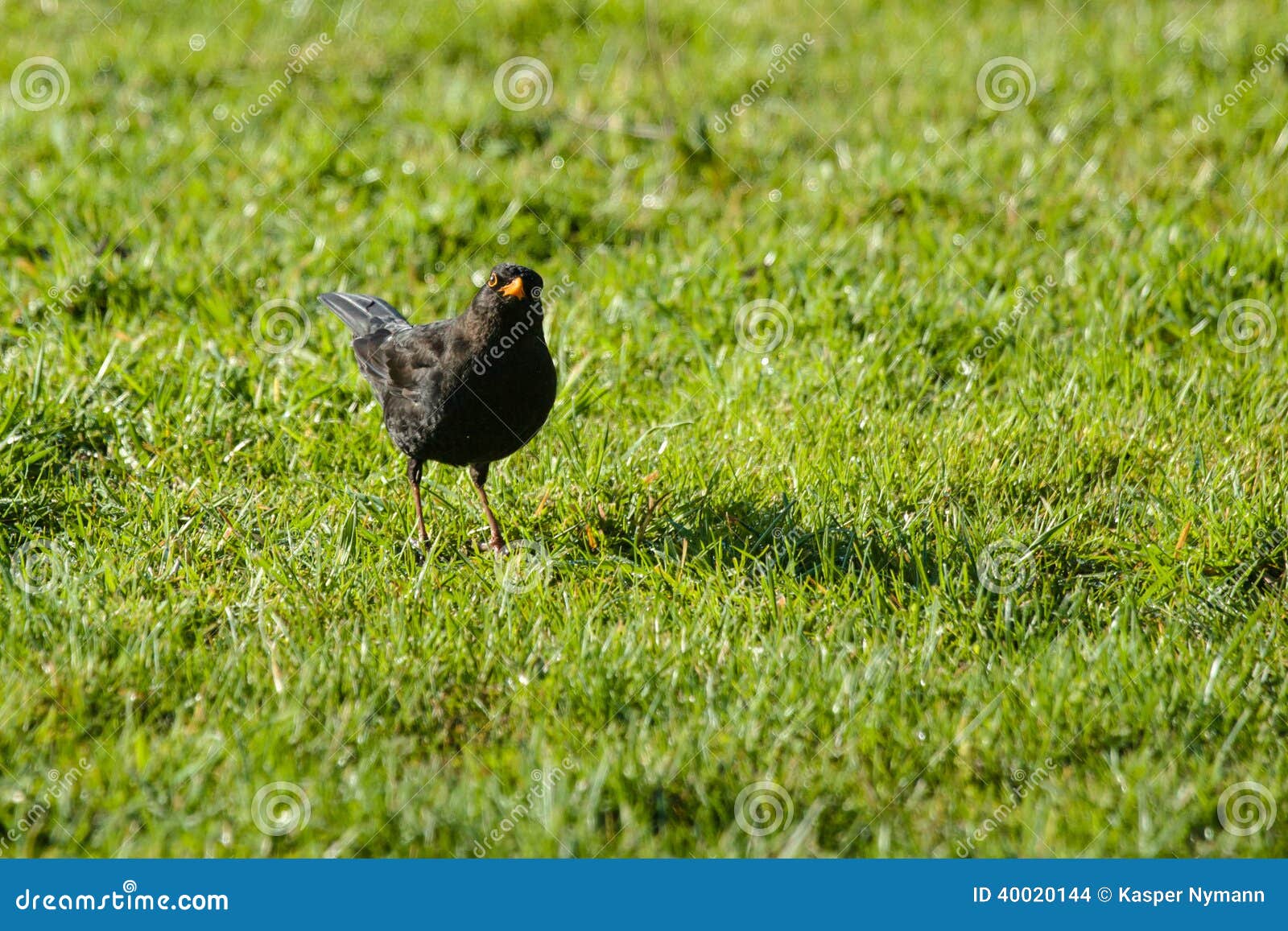 Blackbird on a Lawn Looking into the Camera Stock Photo - Image of ...