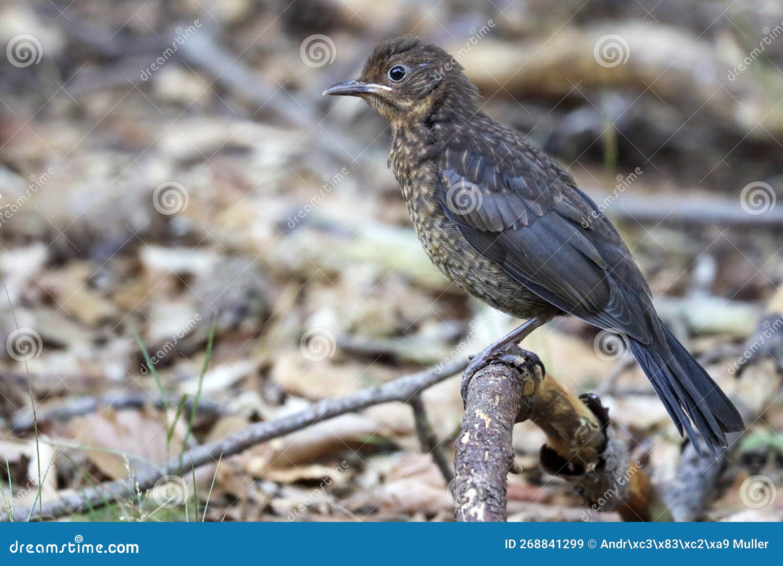 A Blackbird between Leaves in the Forest Stock Image - Image of ...