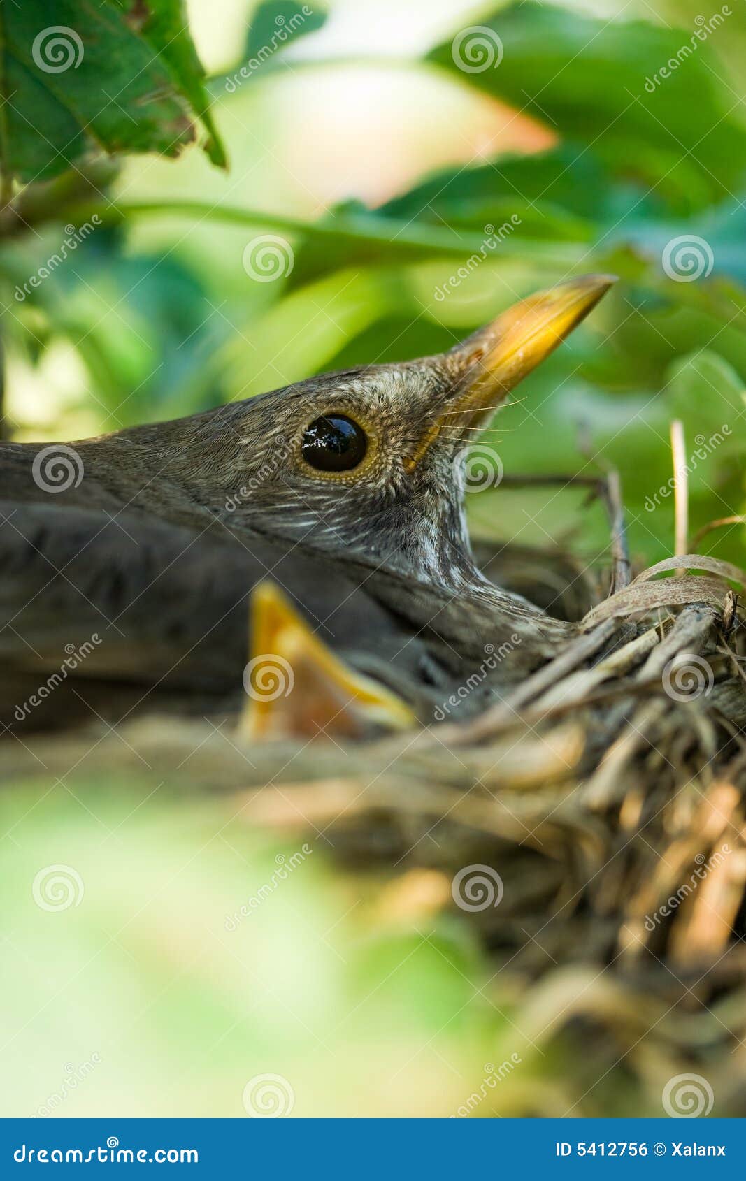 Blackbird nesting stock photo. Image of feathered, spring - 5412756