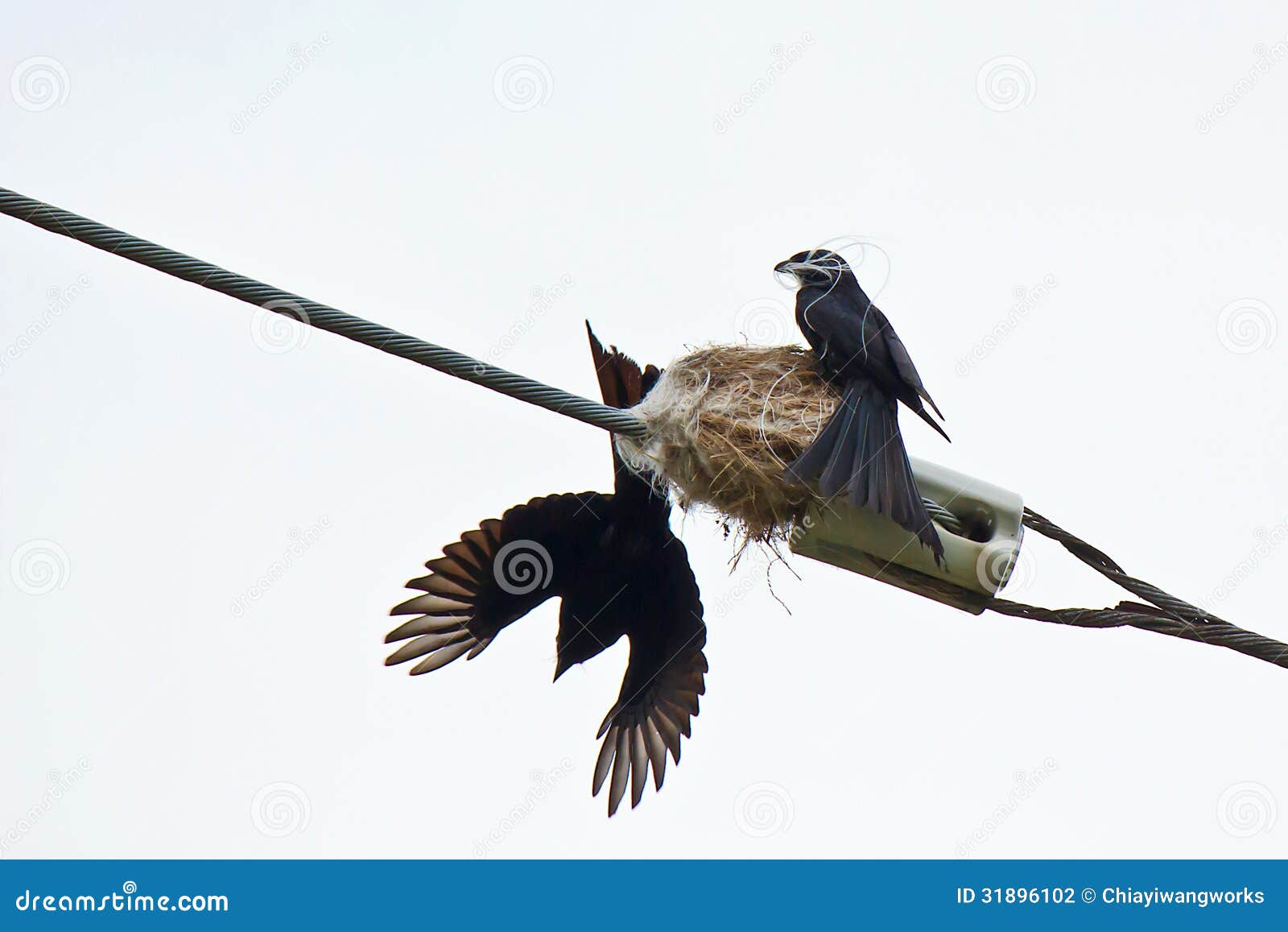 Blackbird Nesting on the Wire Stock Photo - Image of mouth, silk: 31896102