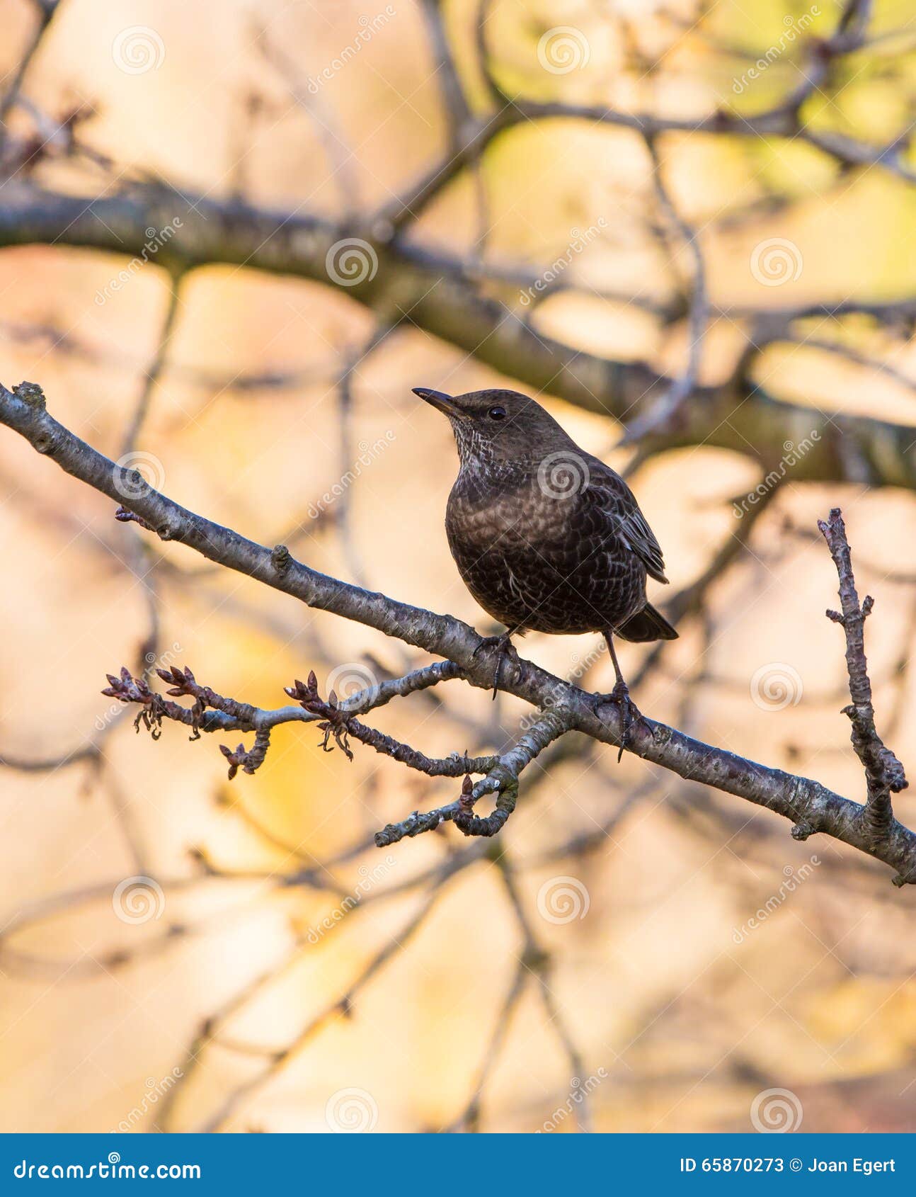 Blackbird Perching on a Branch Stock Image - Image of songbird, perches ...