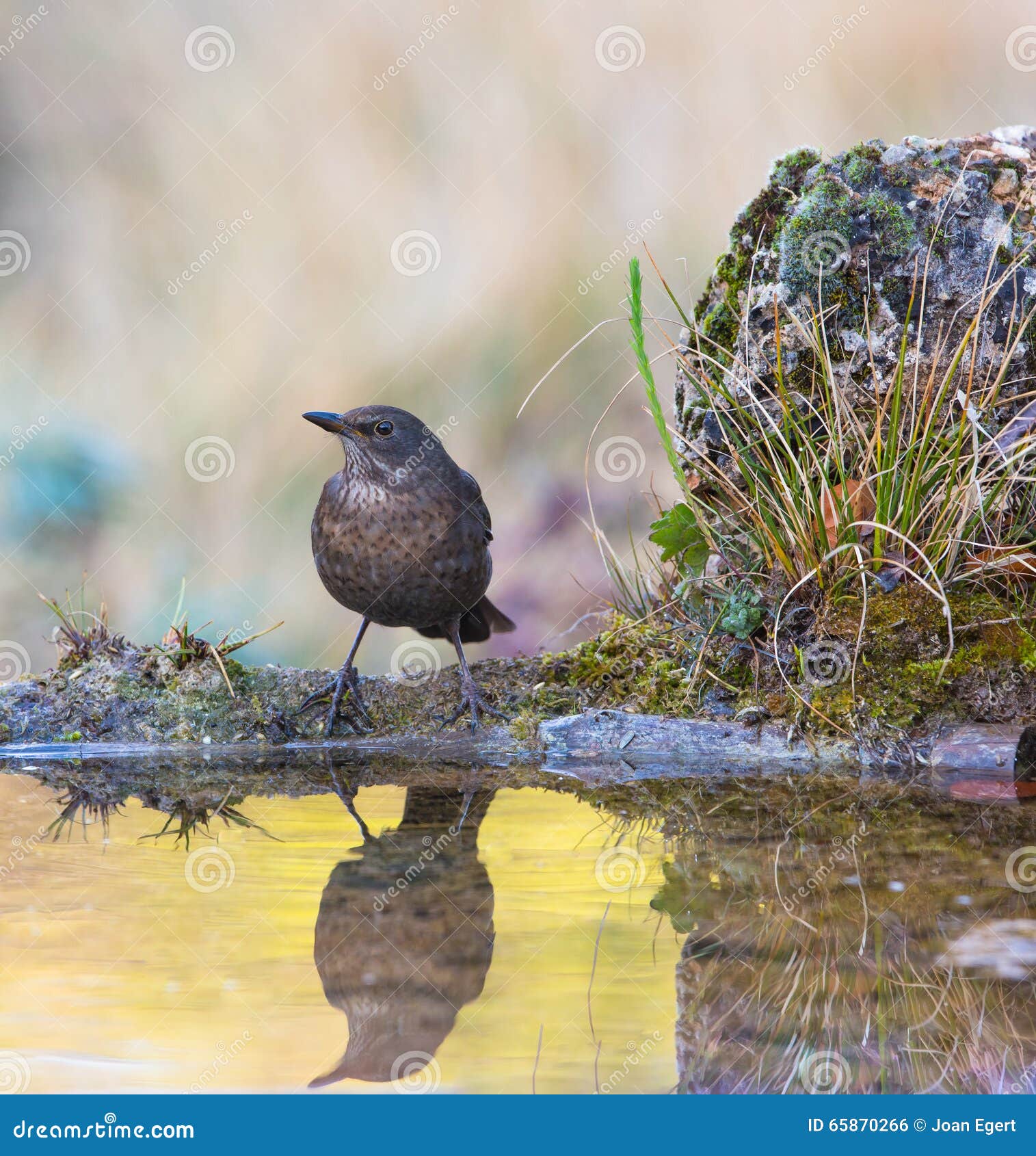 Blackbird at Pool with Reflections Stock Photo - Image of blackbird ...