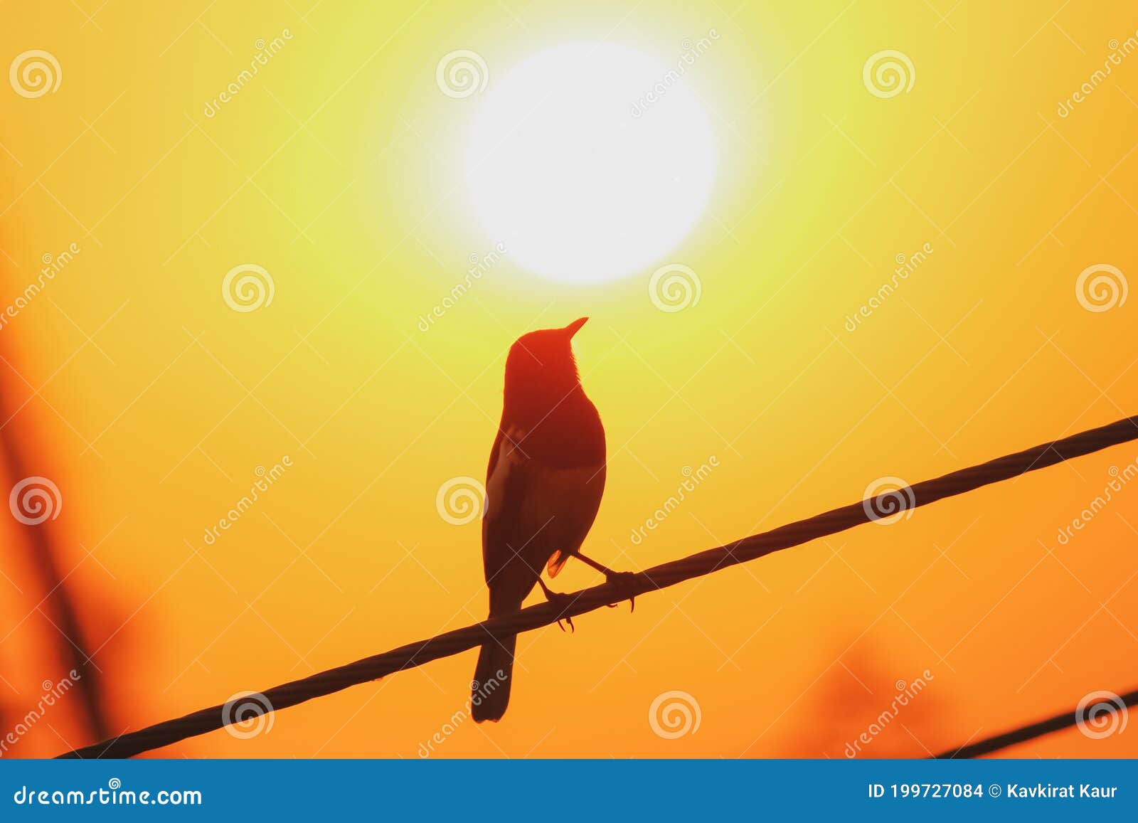 A Blackbird Robin Sitting on the Wire Chasing the Sunset Stock Photo ...