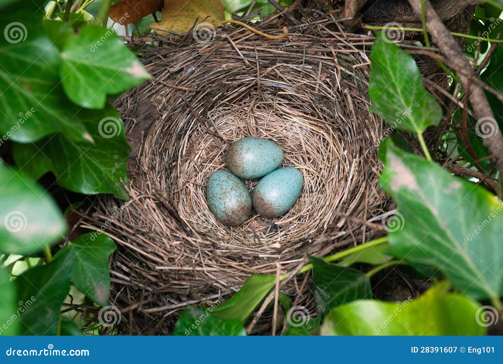 Blackbird s nest stock image. Image of life, eggs, brood - 28391607